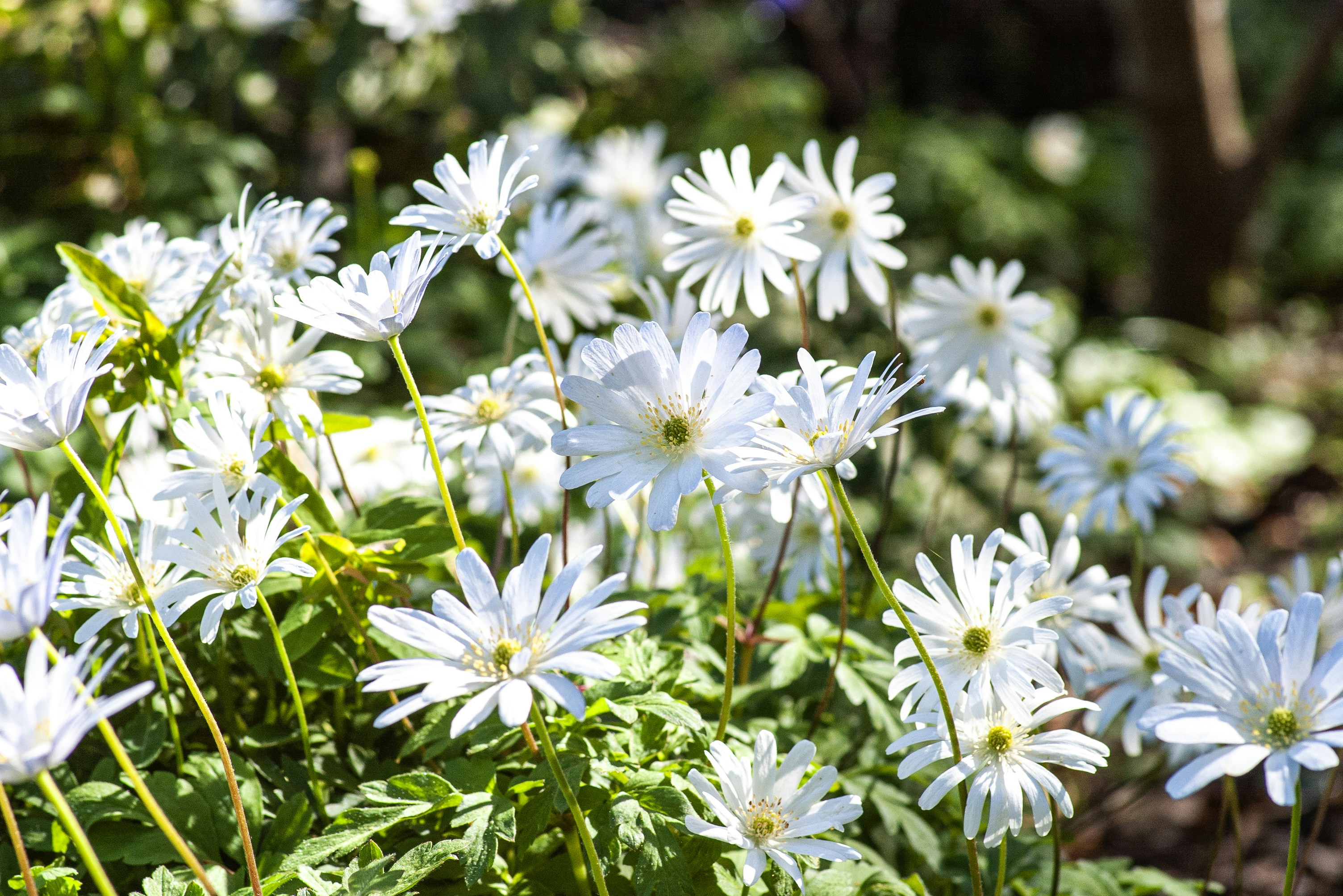 Sunlit daisies in a lively garden frame