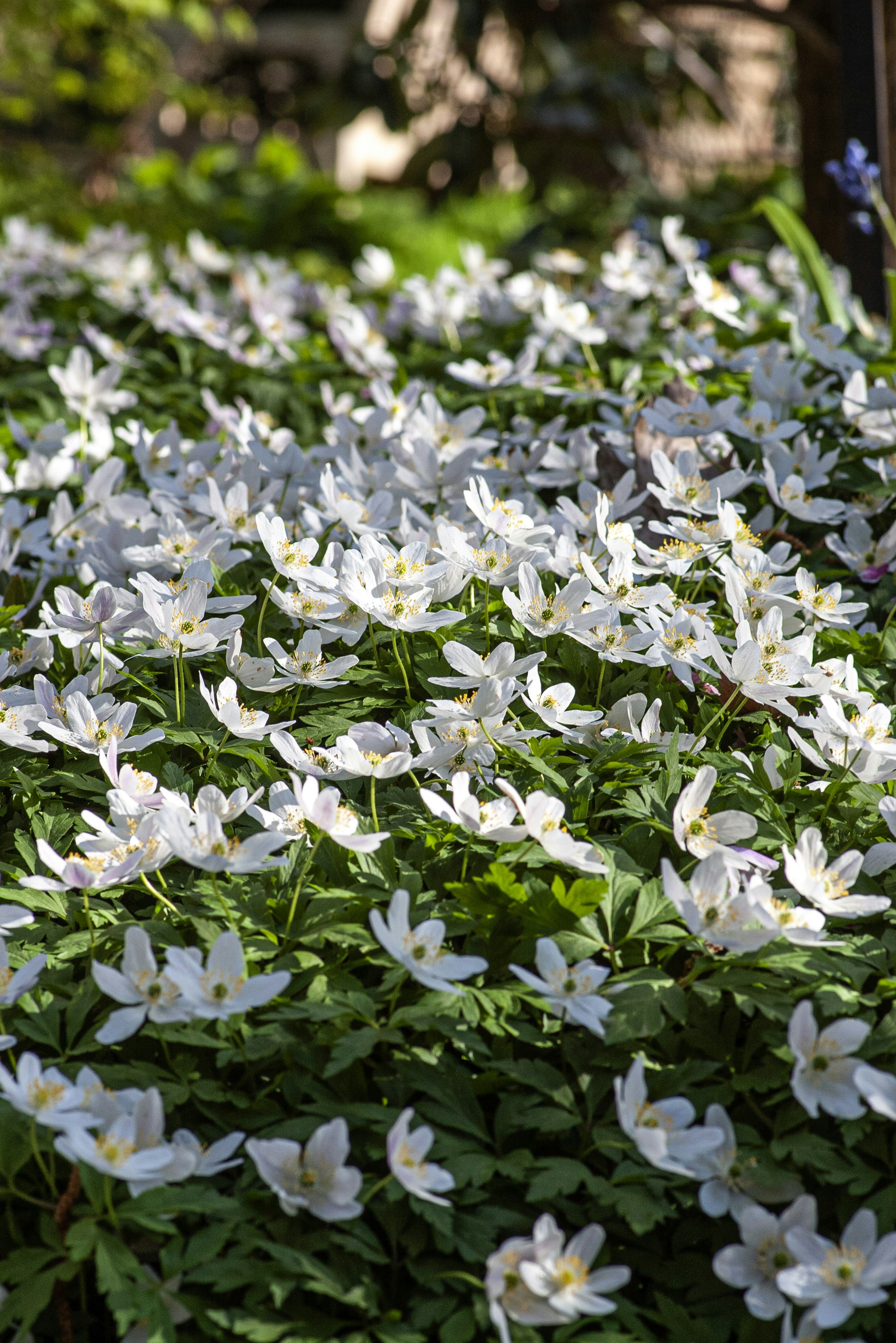Sea of White Petals: A Sunlit Meadow of Anemones in Bloom