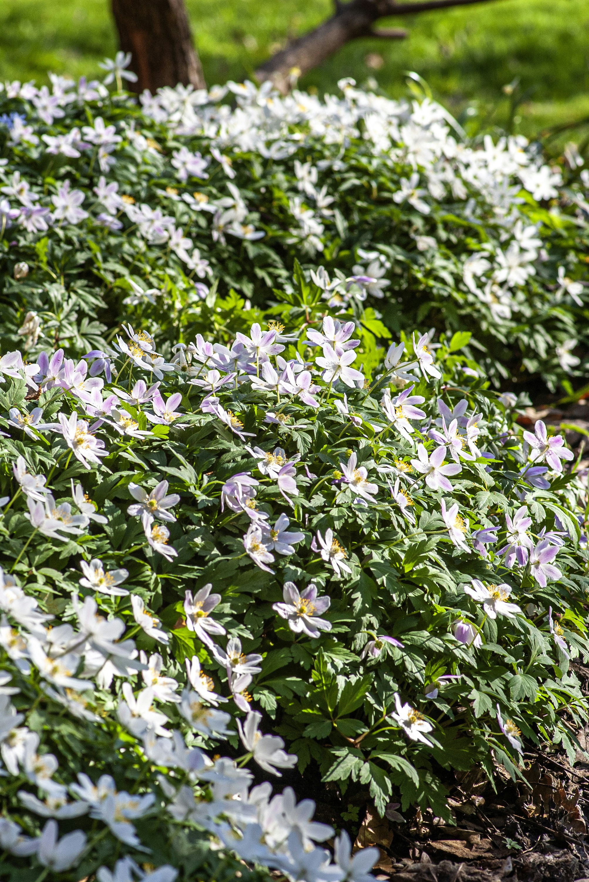 Sunlit Helpline: A Sea of Pale Lavender Blooms on a Green Mosaic