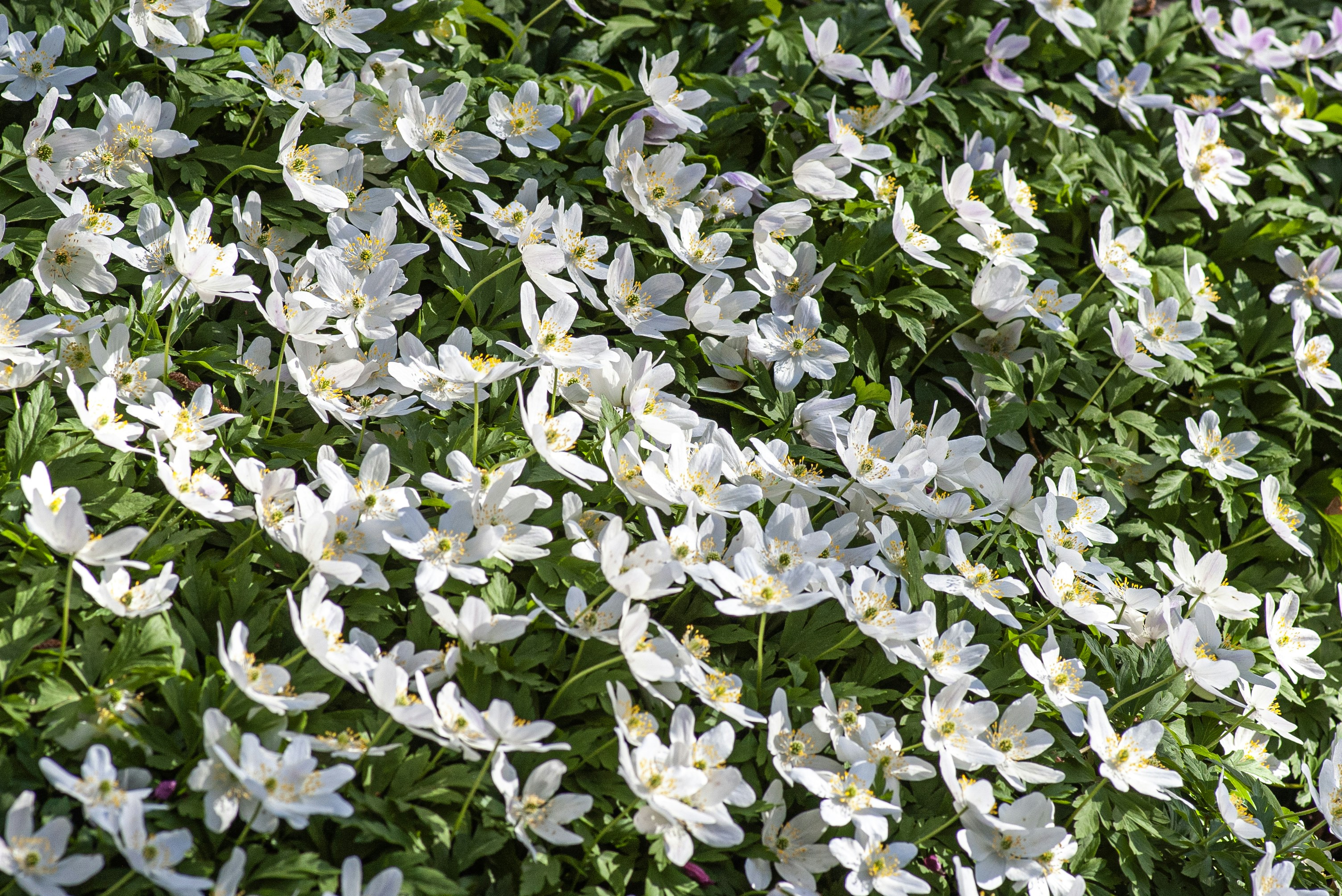 White floral carpet: a sunlit bloom tapestry