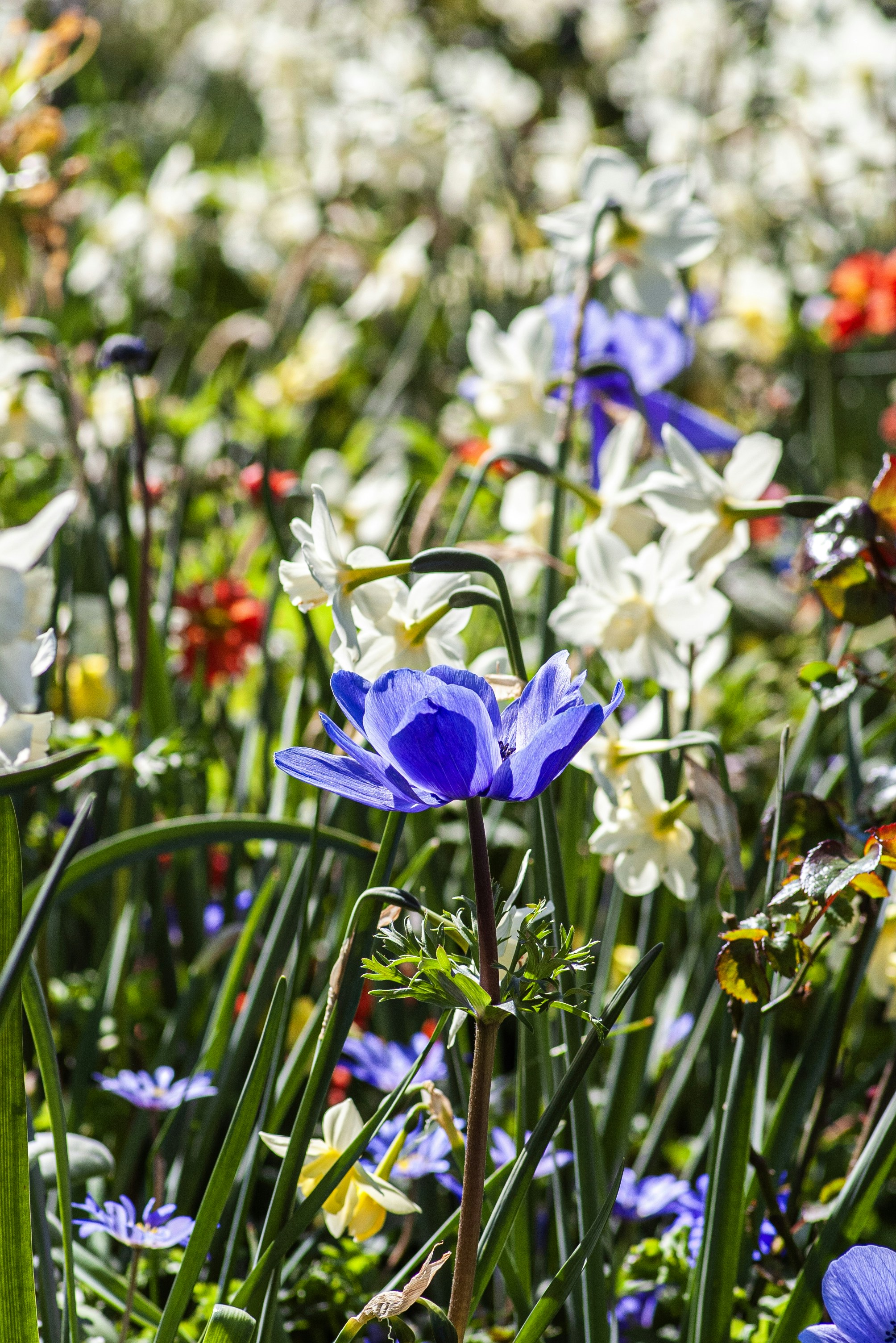 Azure Tulip Among a Bright Meadow of Spring Blooms
