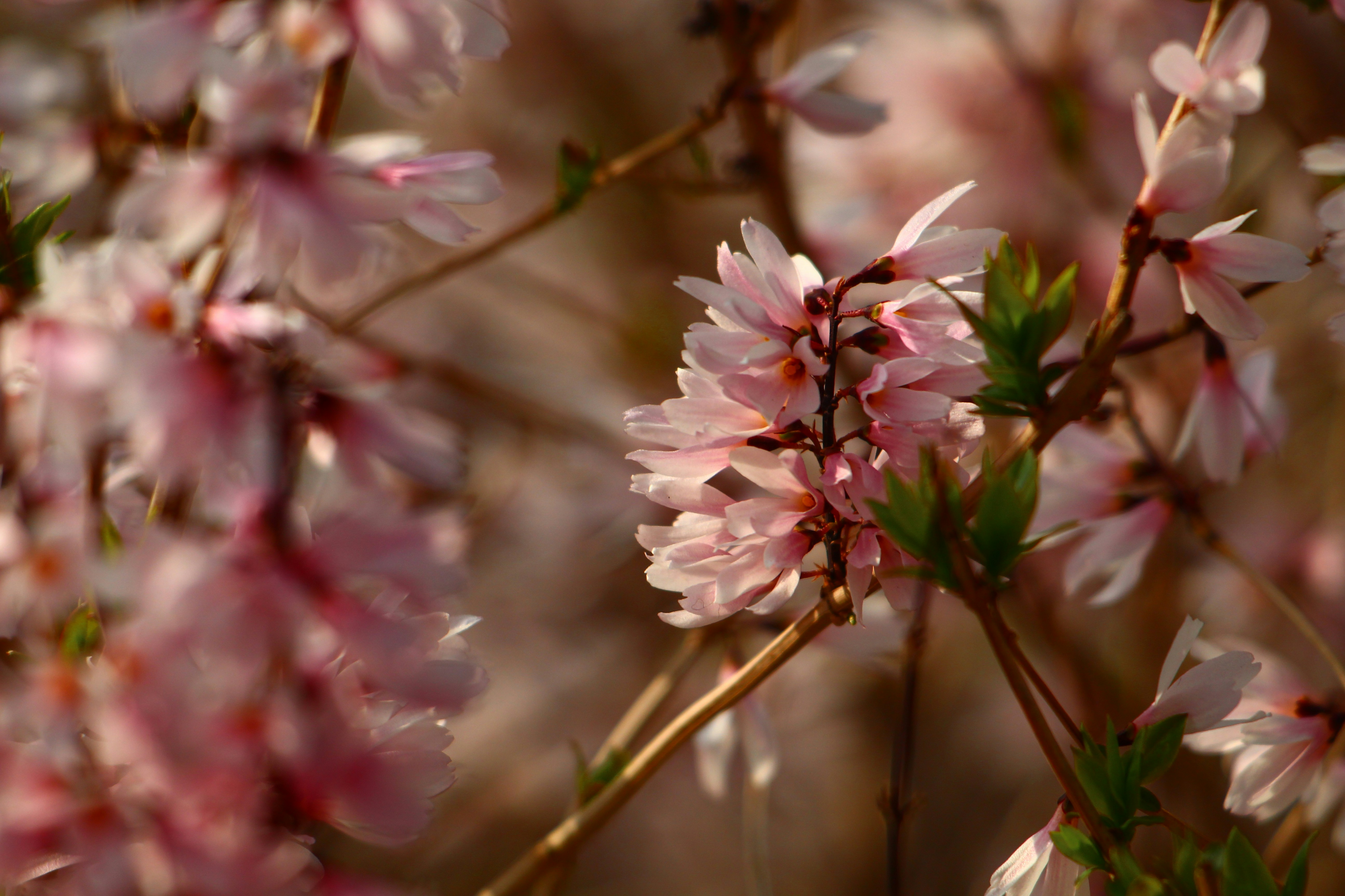 Soft Pink Bloom: Close-Up of Spring Cherry Blossoms