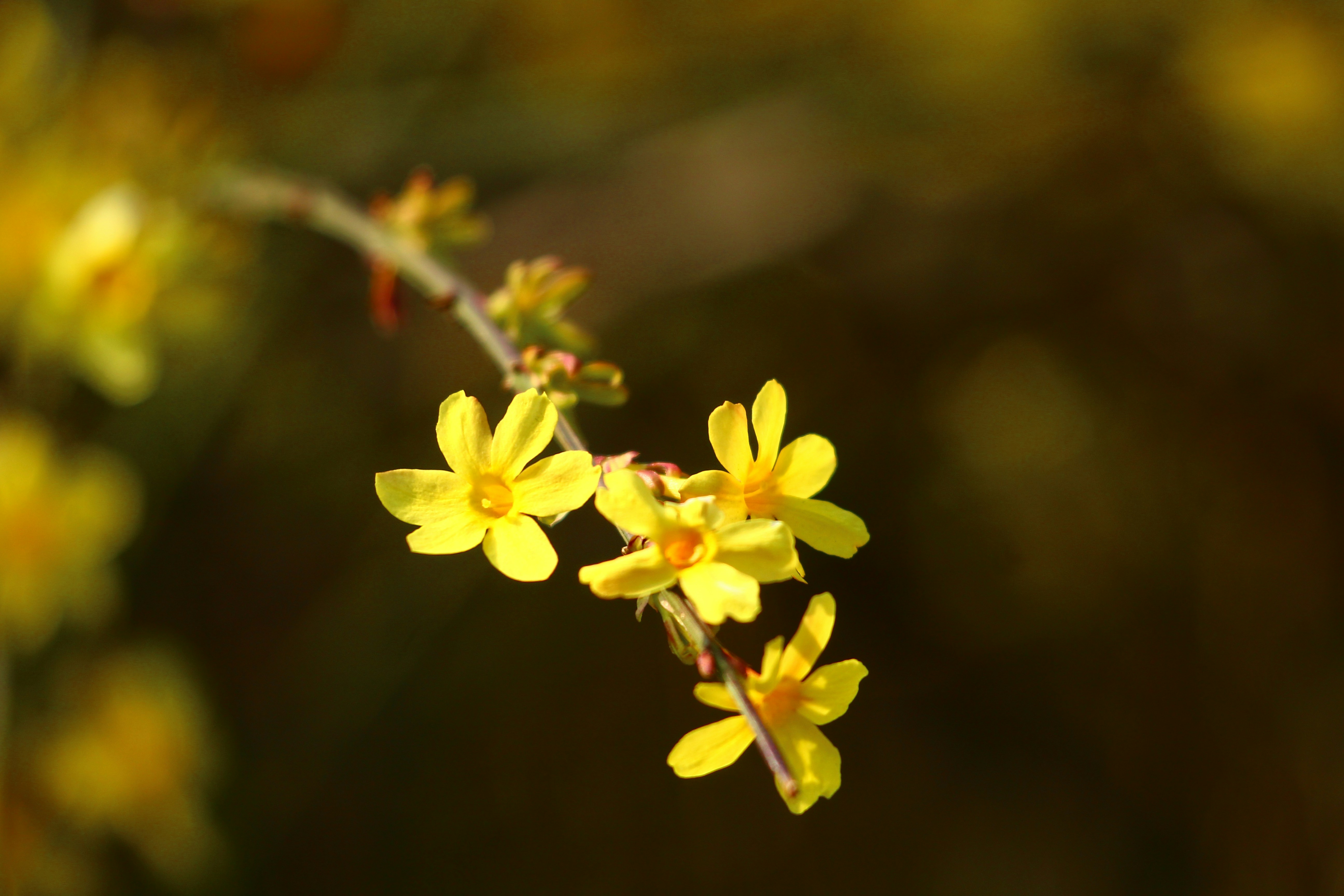 Yellow blossoms on a delicate branch in warm evening light