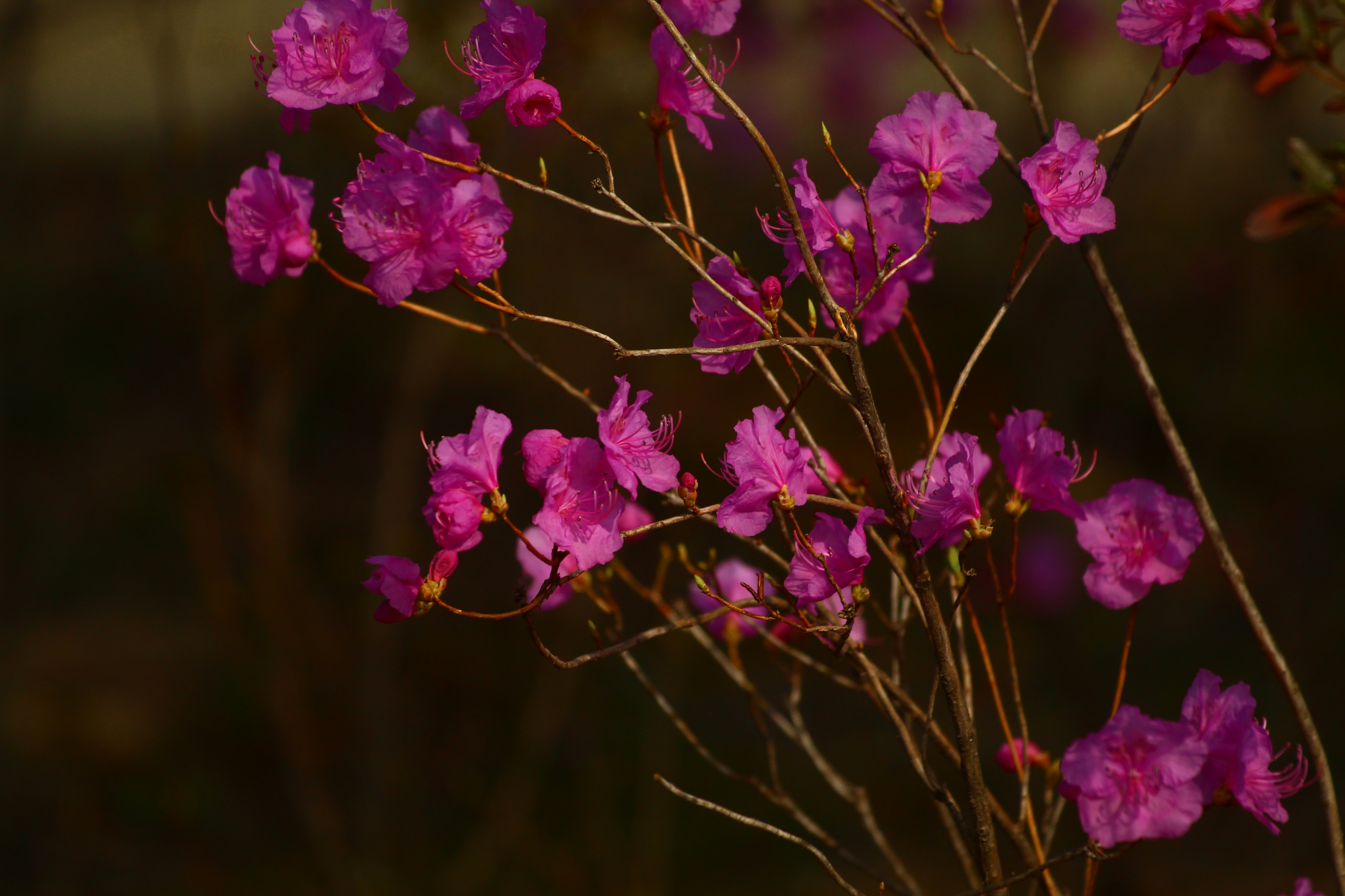 Pink blossoms in a shadowed thicket