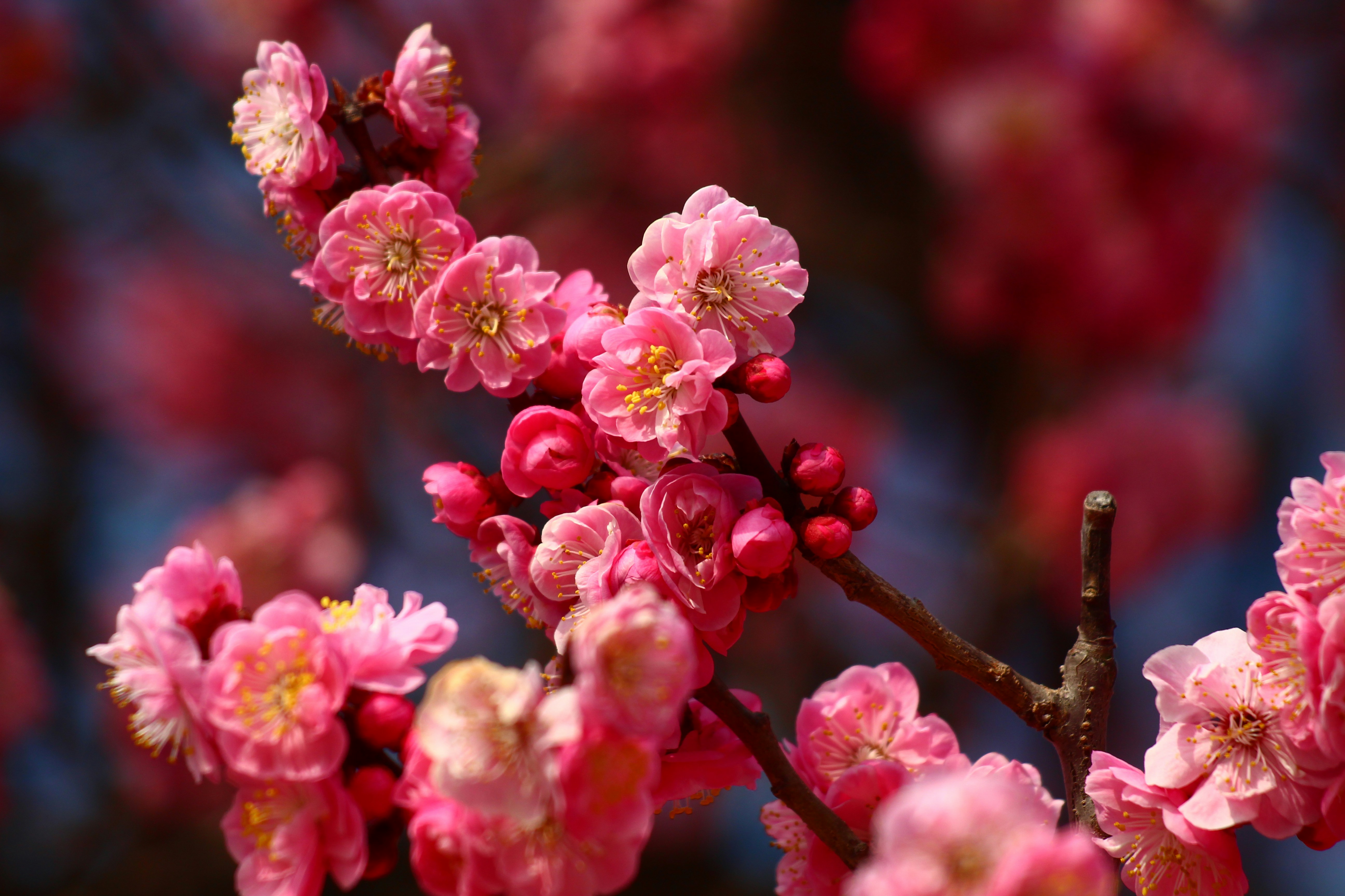 Blossoms in Focus: A Burst of Pink on Spurting Branches