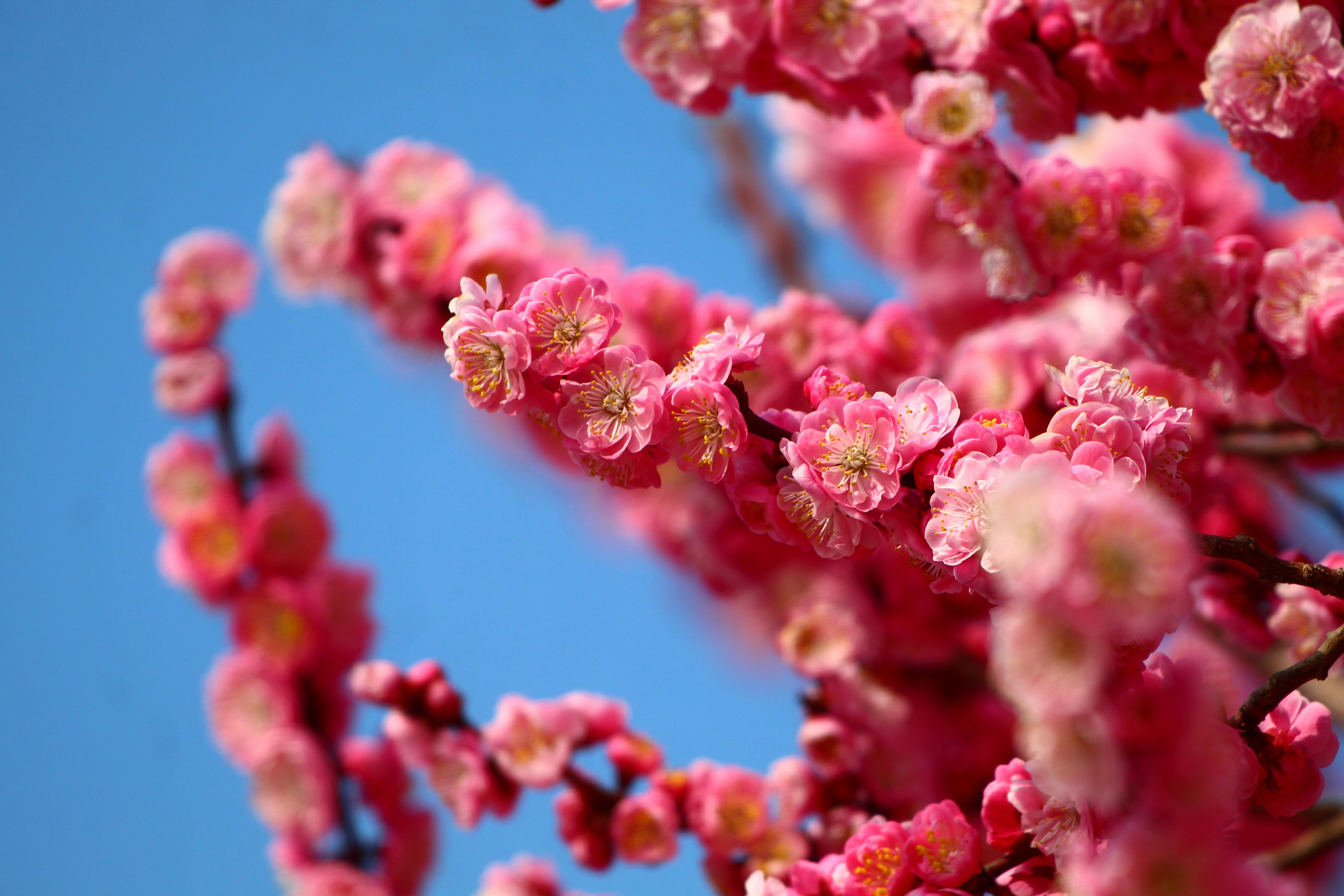 Crimson Bloom Cascade Against a Clear Sky