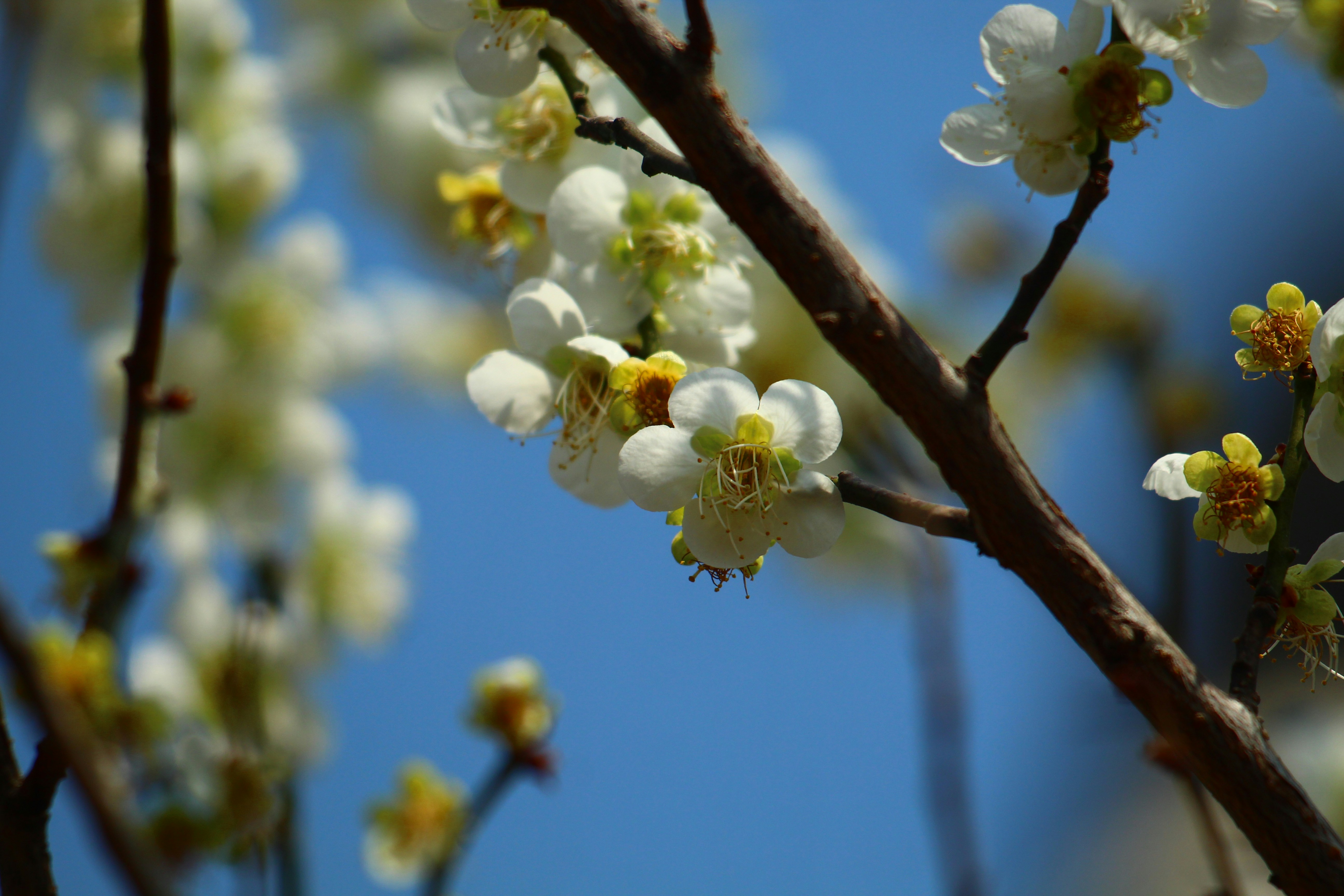 Blossoms in a Clear Blue Dialogue