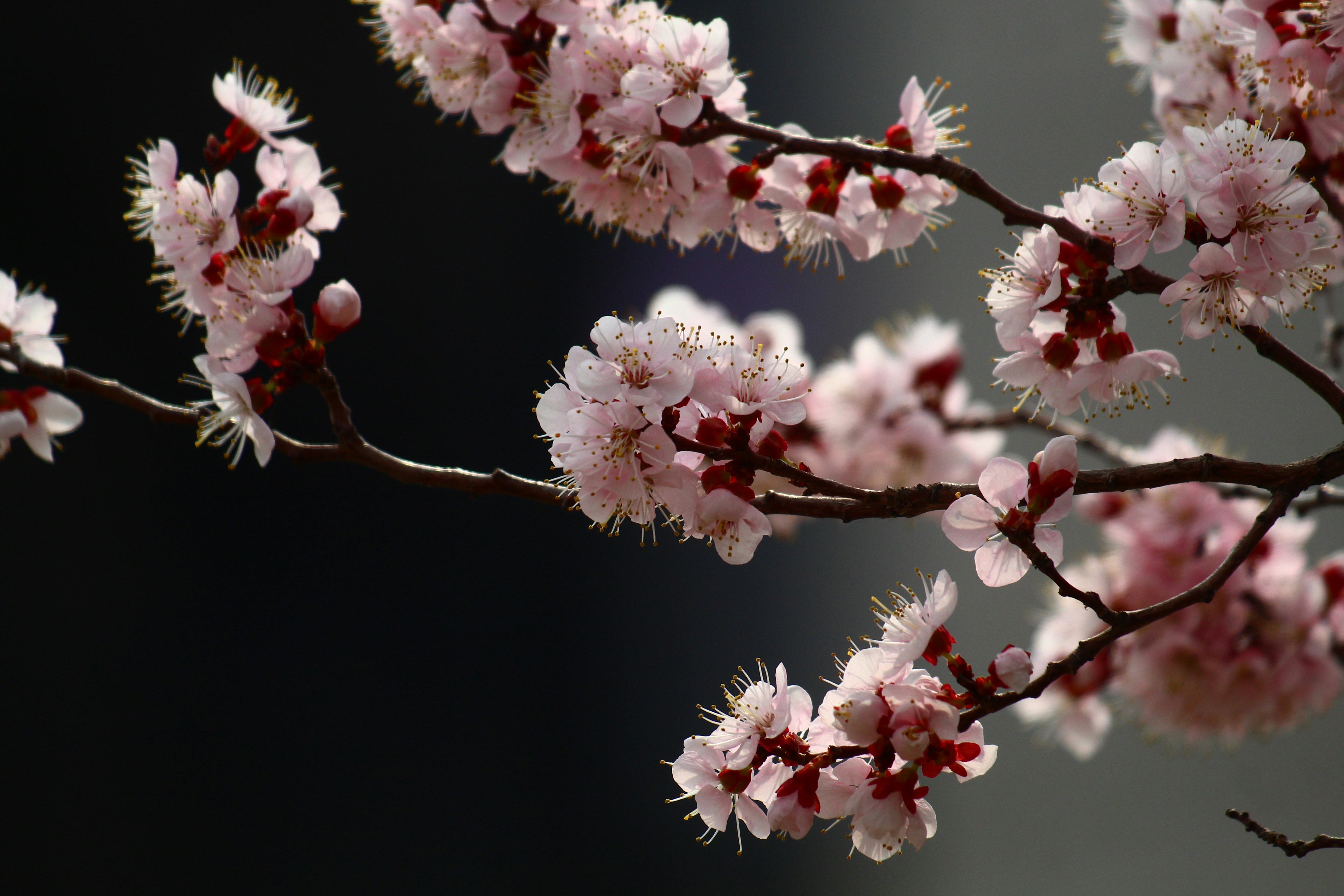Blossoms in Focus: A Quiet Moment on a Branch