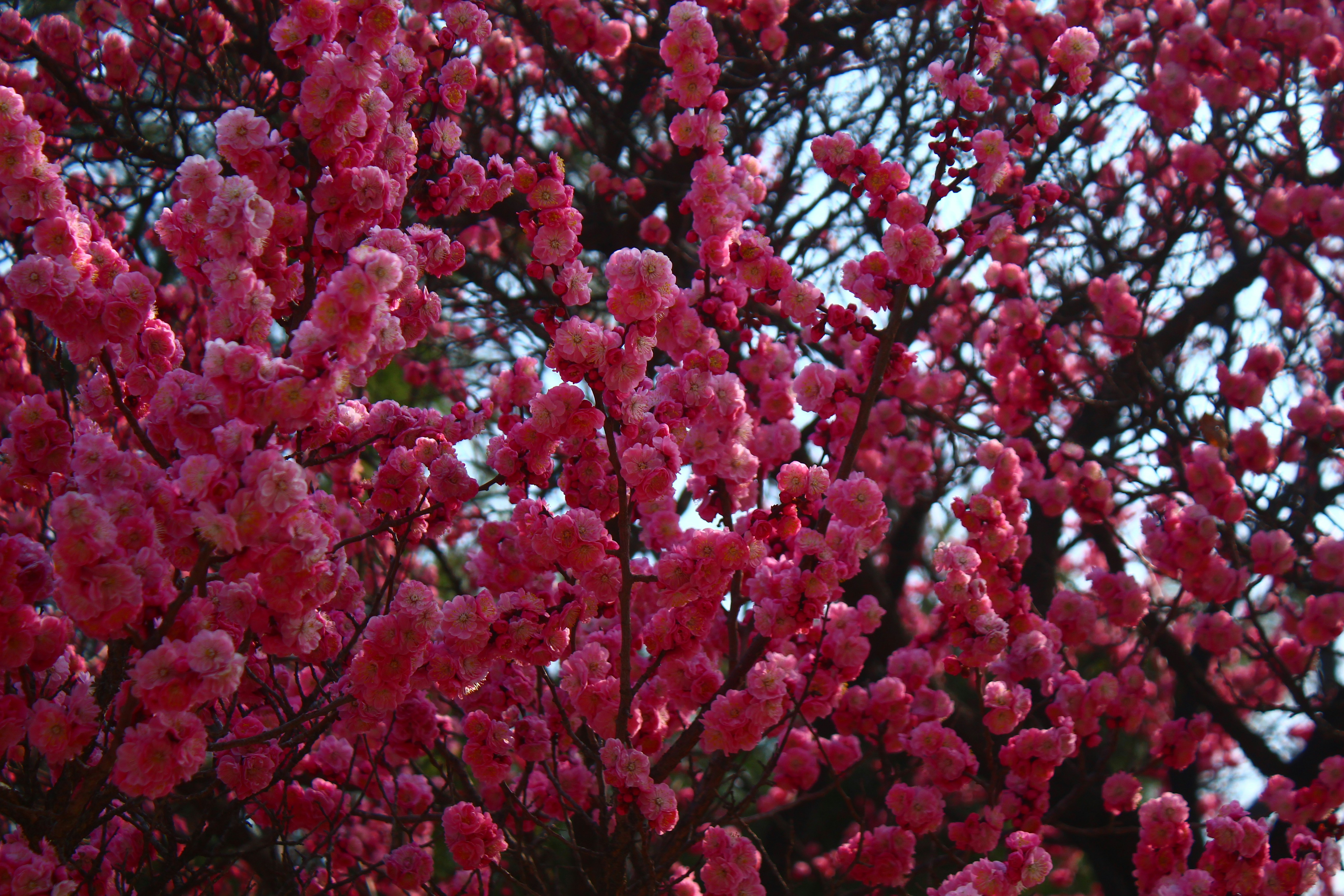Blossom Clouds: A Sea of Pink Petals in Bloom