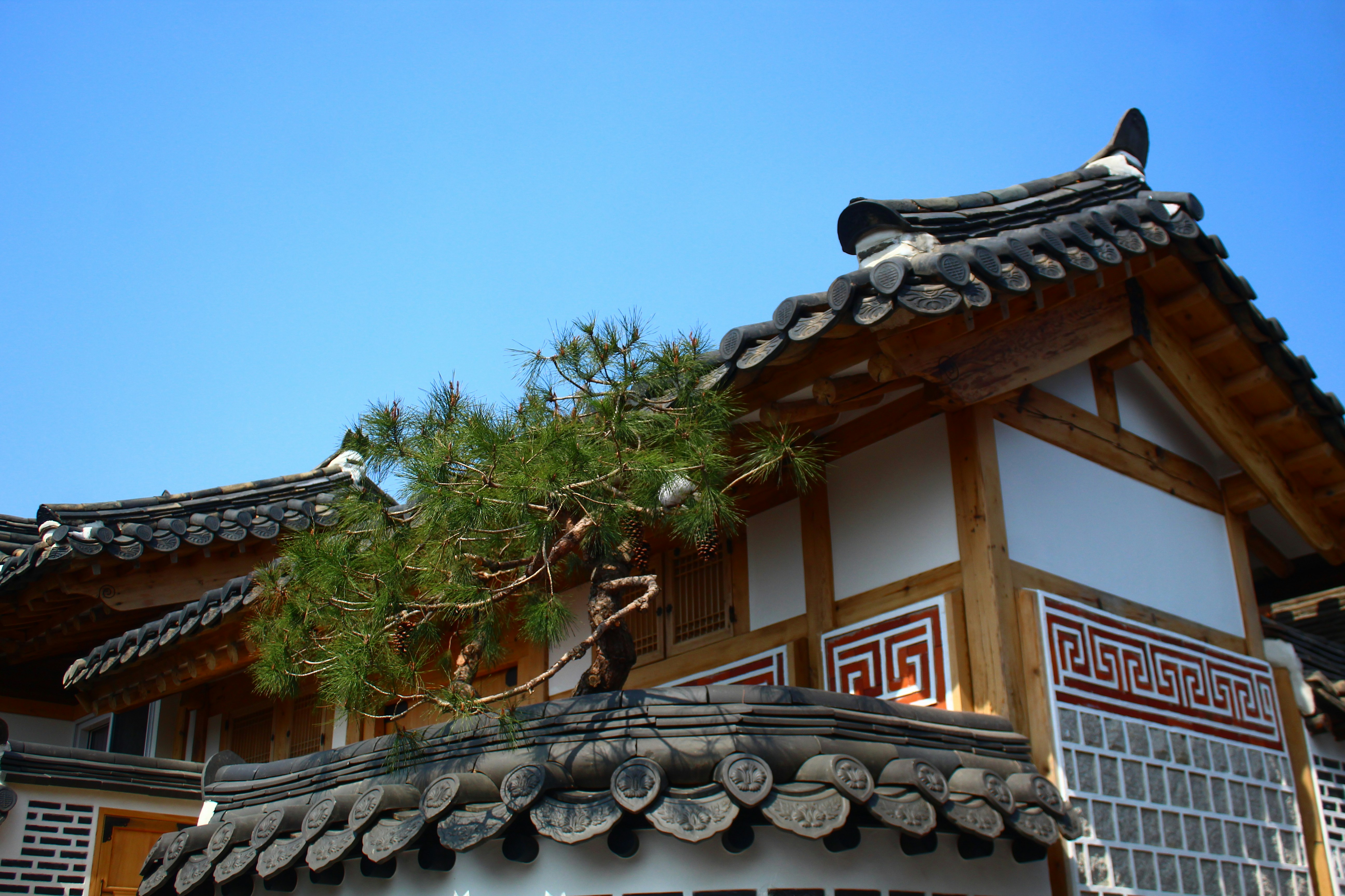Roofline Echoes: A Painted Temple Between Tiles and Pine