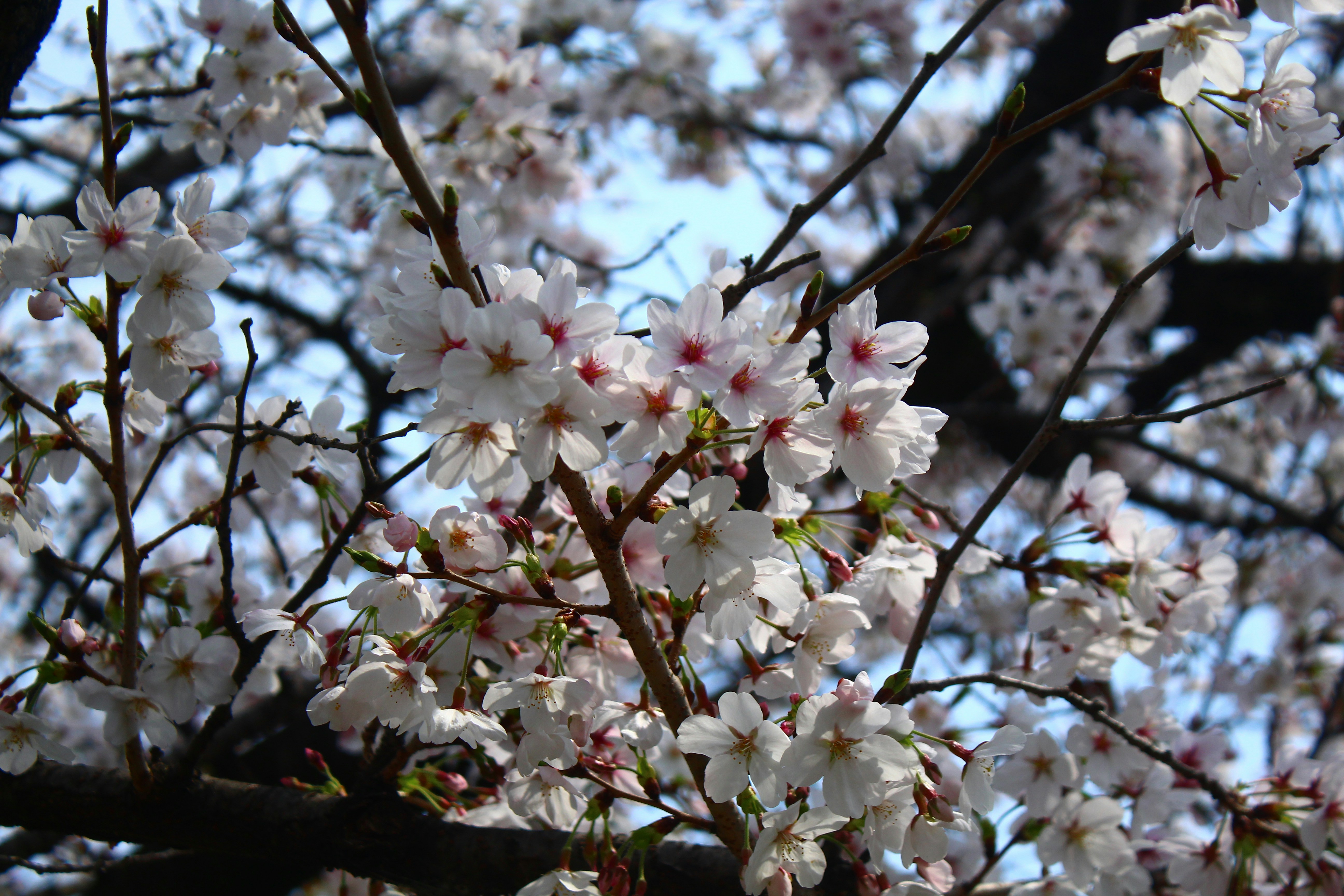 Blossoms in Focus: White Petals Framing a Spring Sky