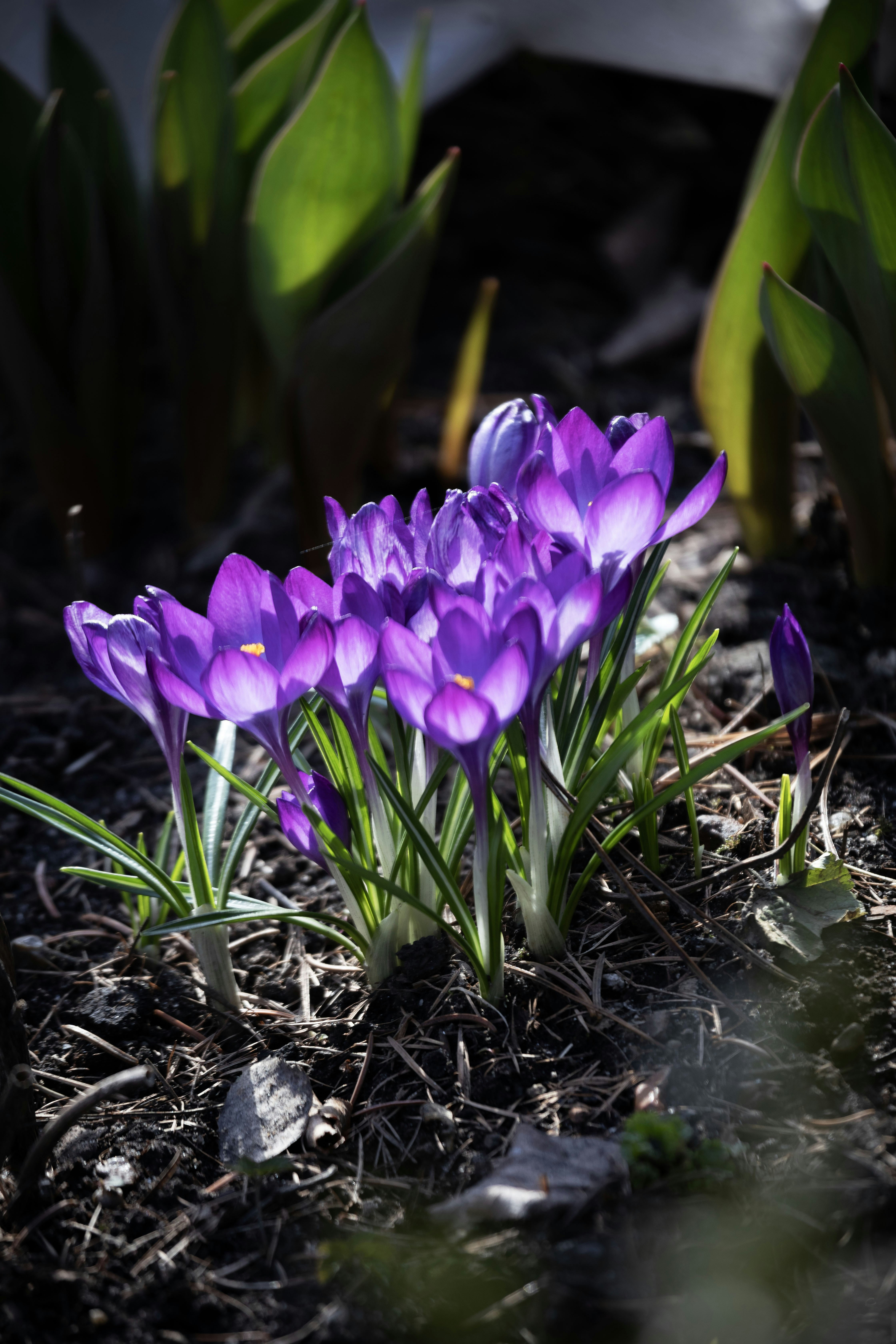 Purple Crown: a small bouquet of crocuses waking from soil darkness