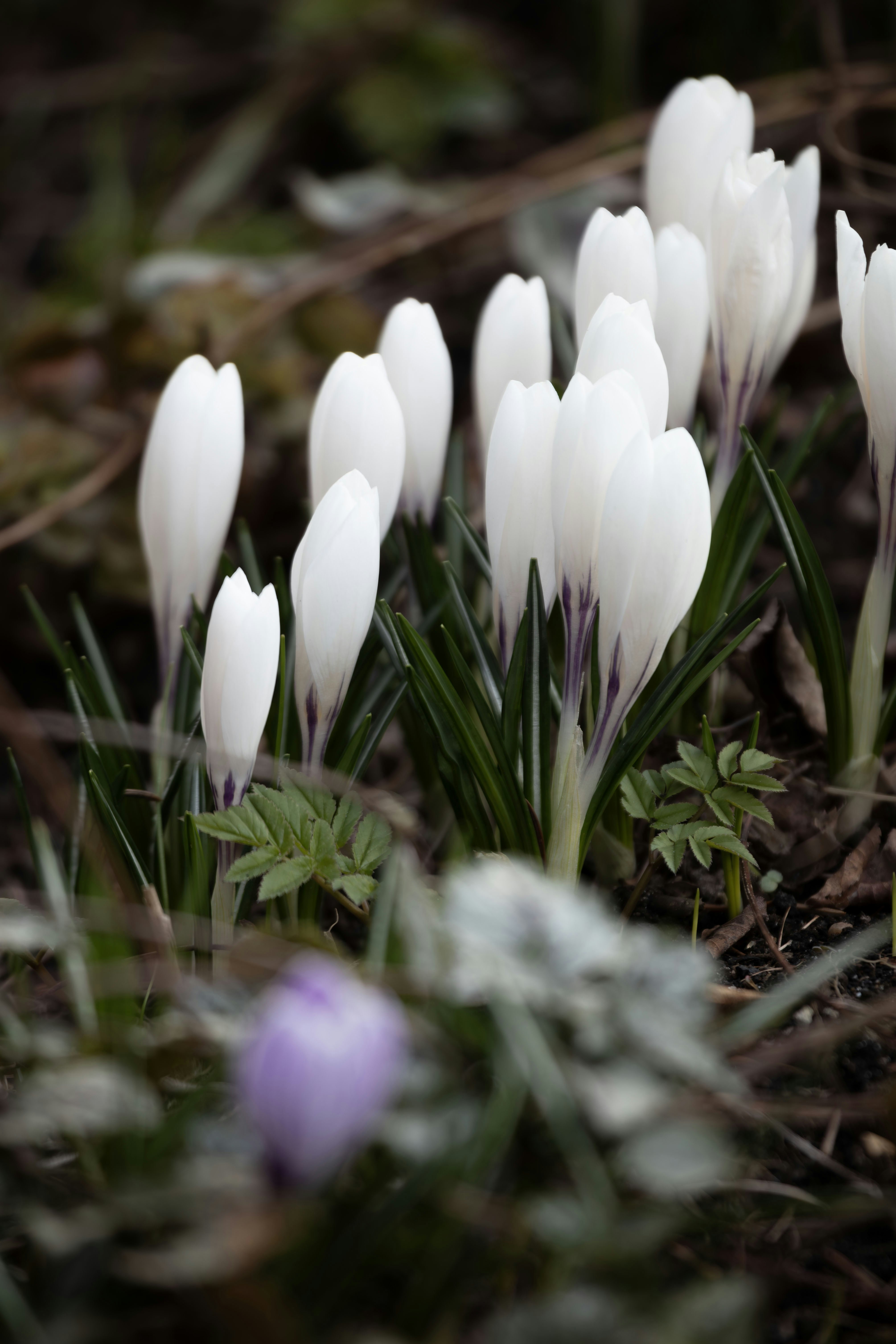 Emerging white crocus cluster through pine needles
