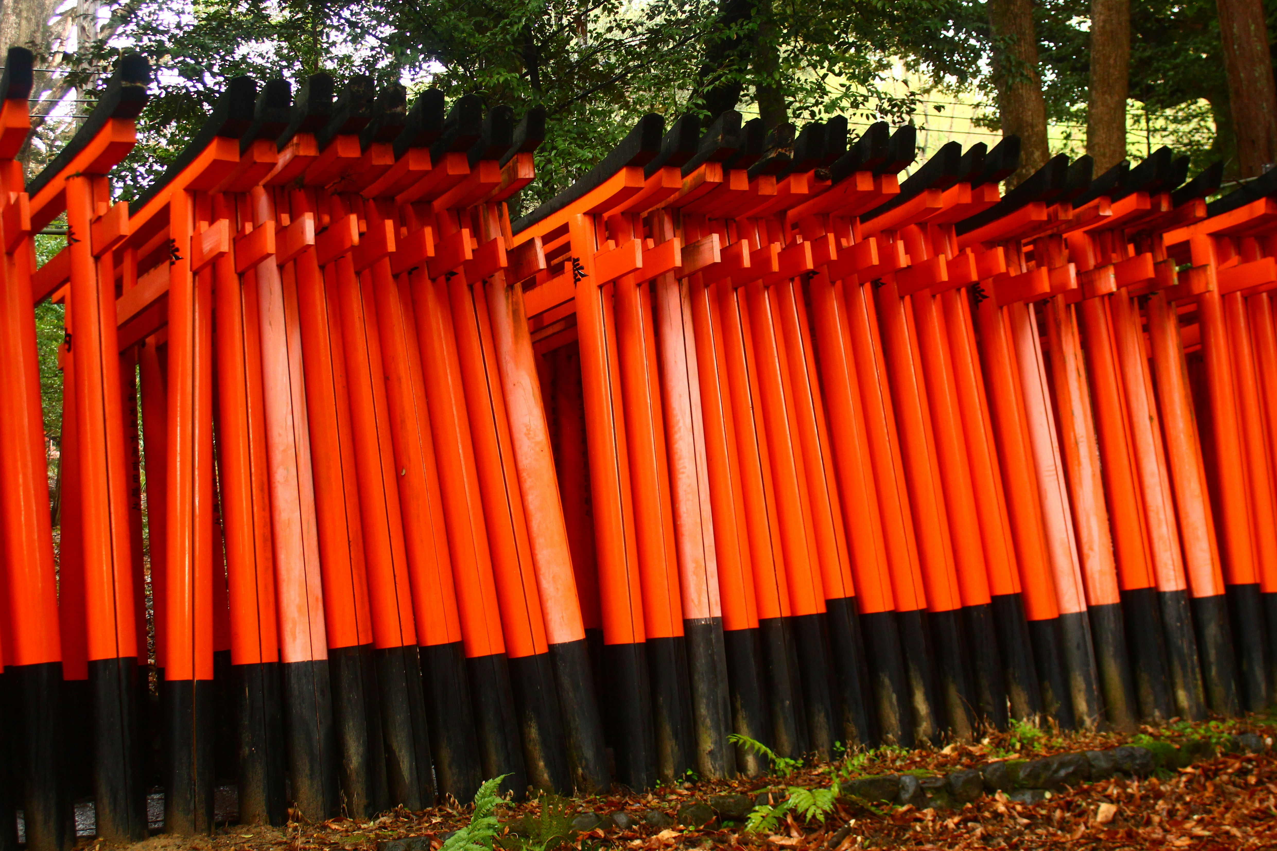 Red Gates in a Sea of Black: Torii Wall Leaning Along the Forest Edge