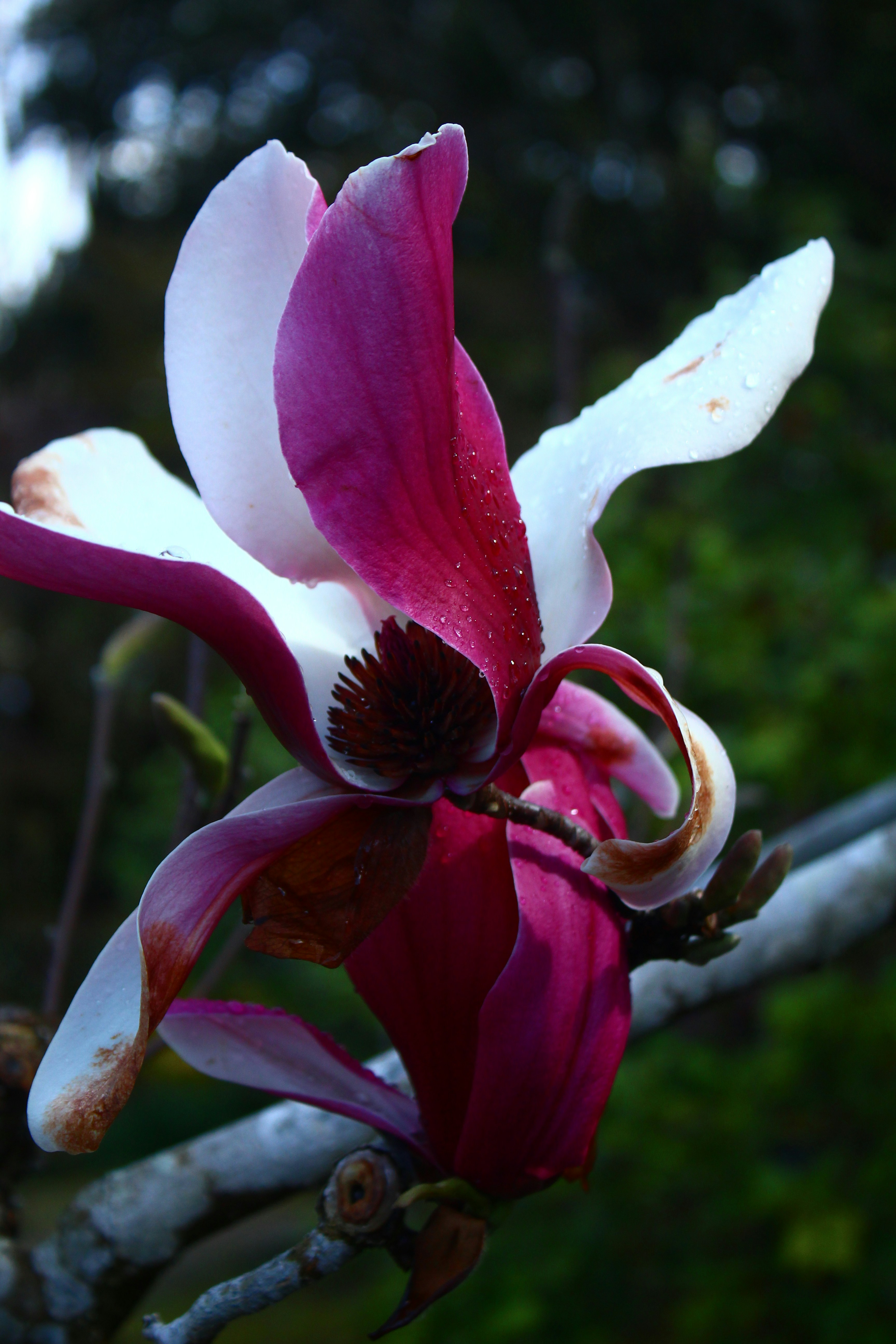 Crimson Bloom Unfolding: A Magnolia's Bold Portrait