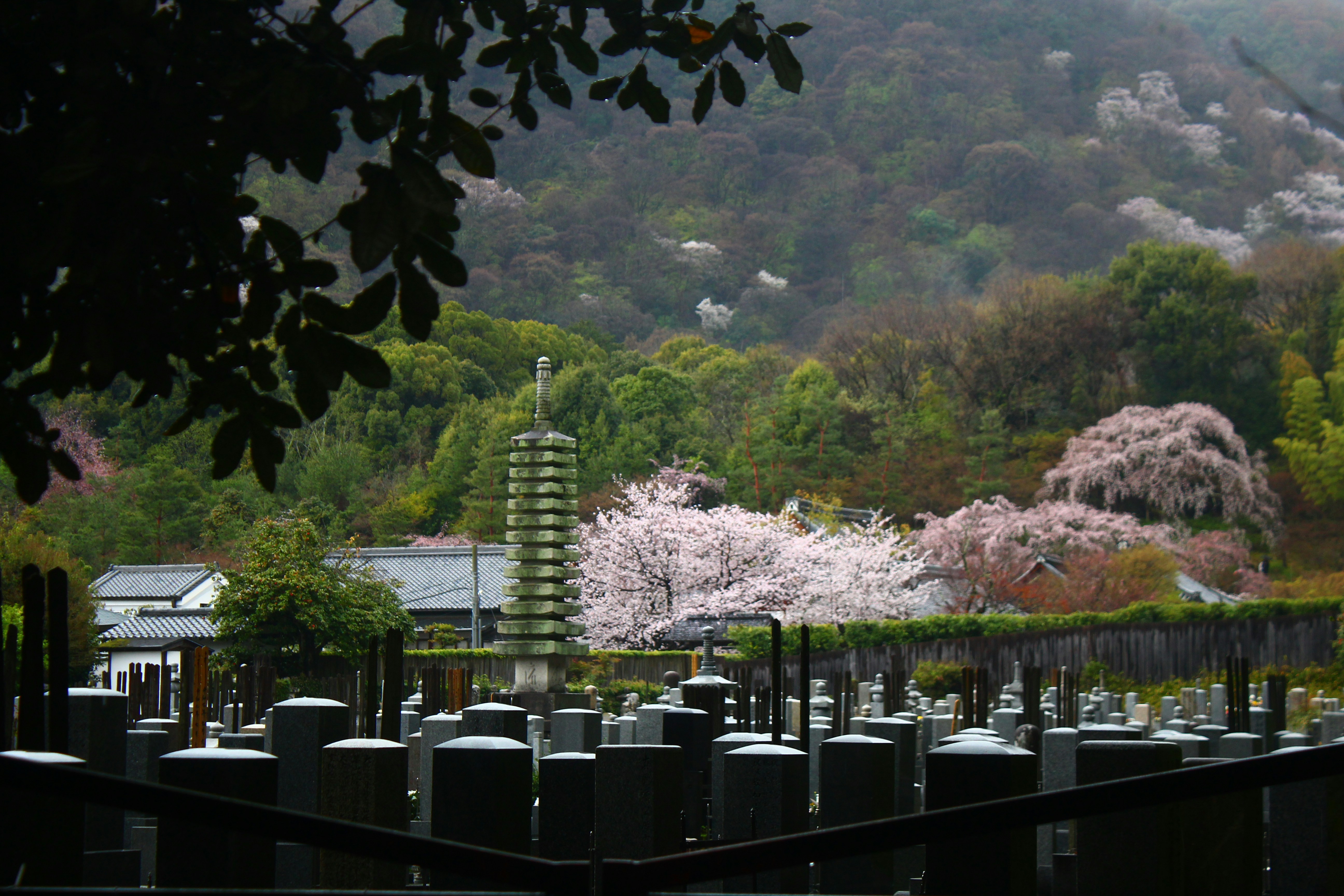 Cherry-blossom Alley Over a Quiet Cemetery