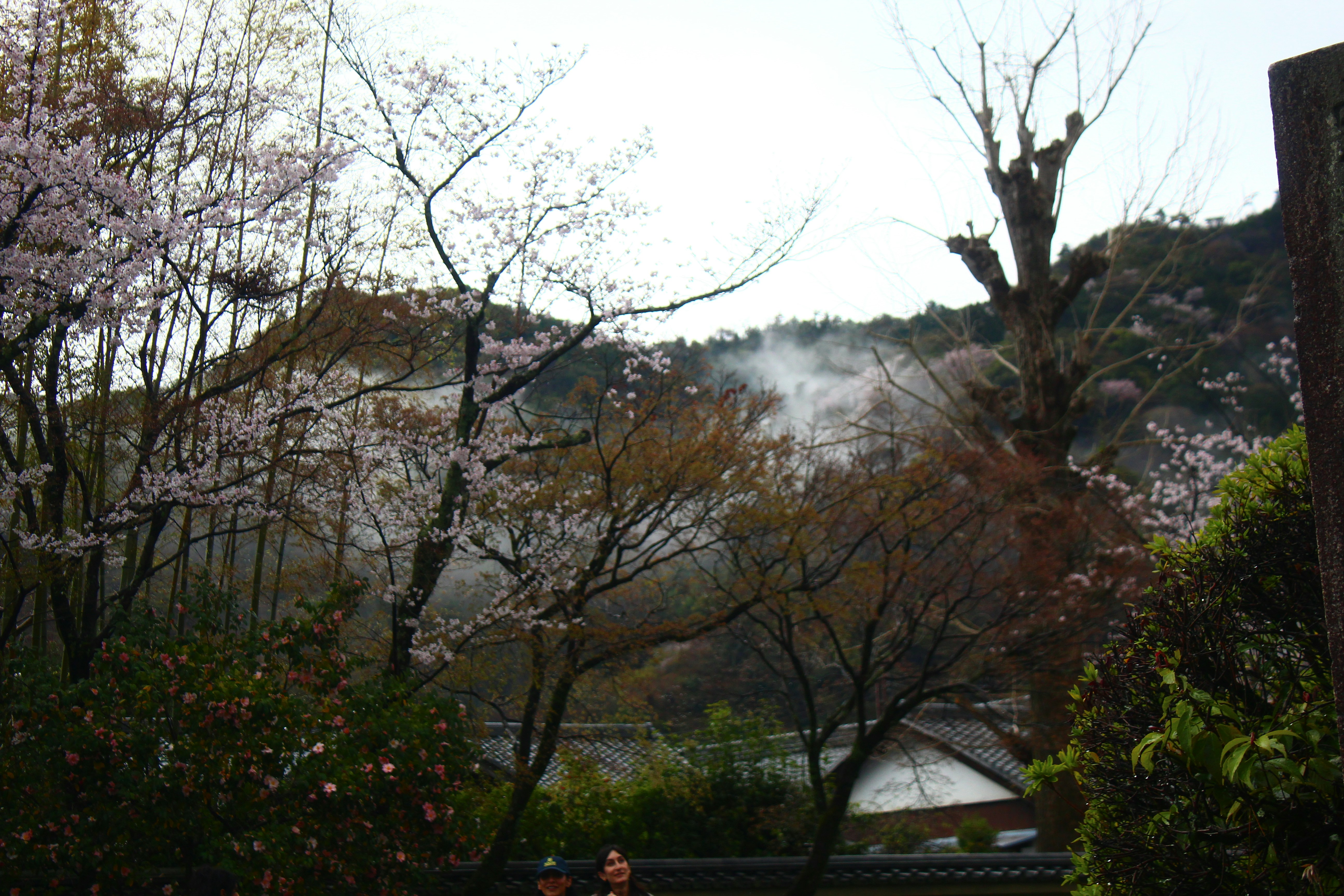 Blossoms Against the Misty Hills