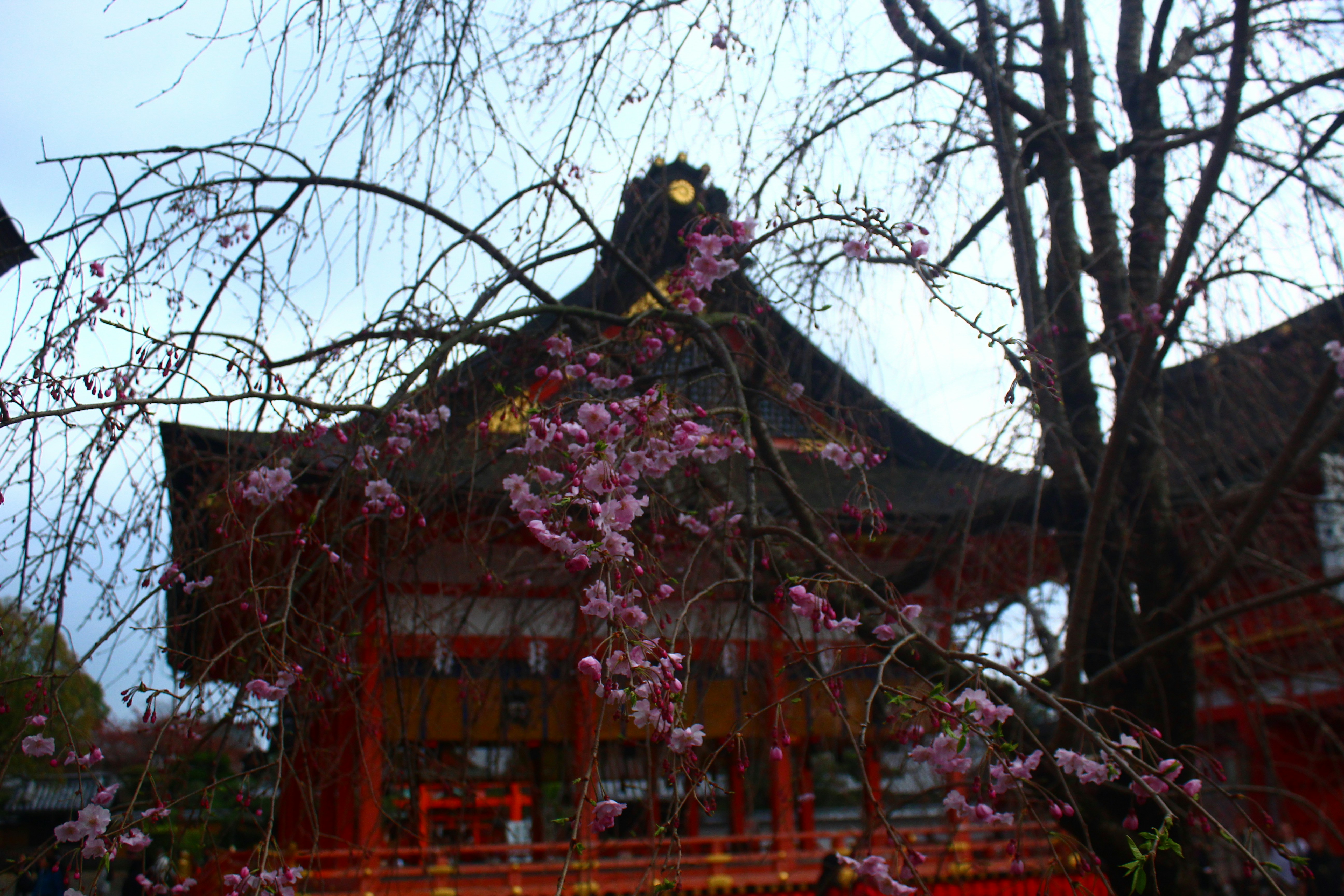 Blossoms Frame a Pagoda: Spring at a Sacred Gate