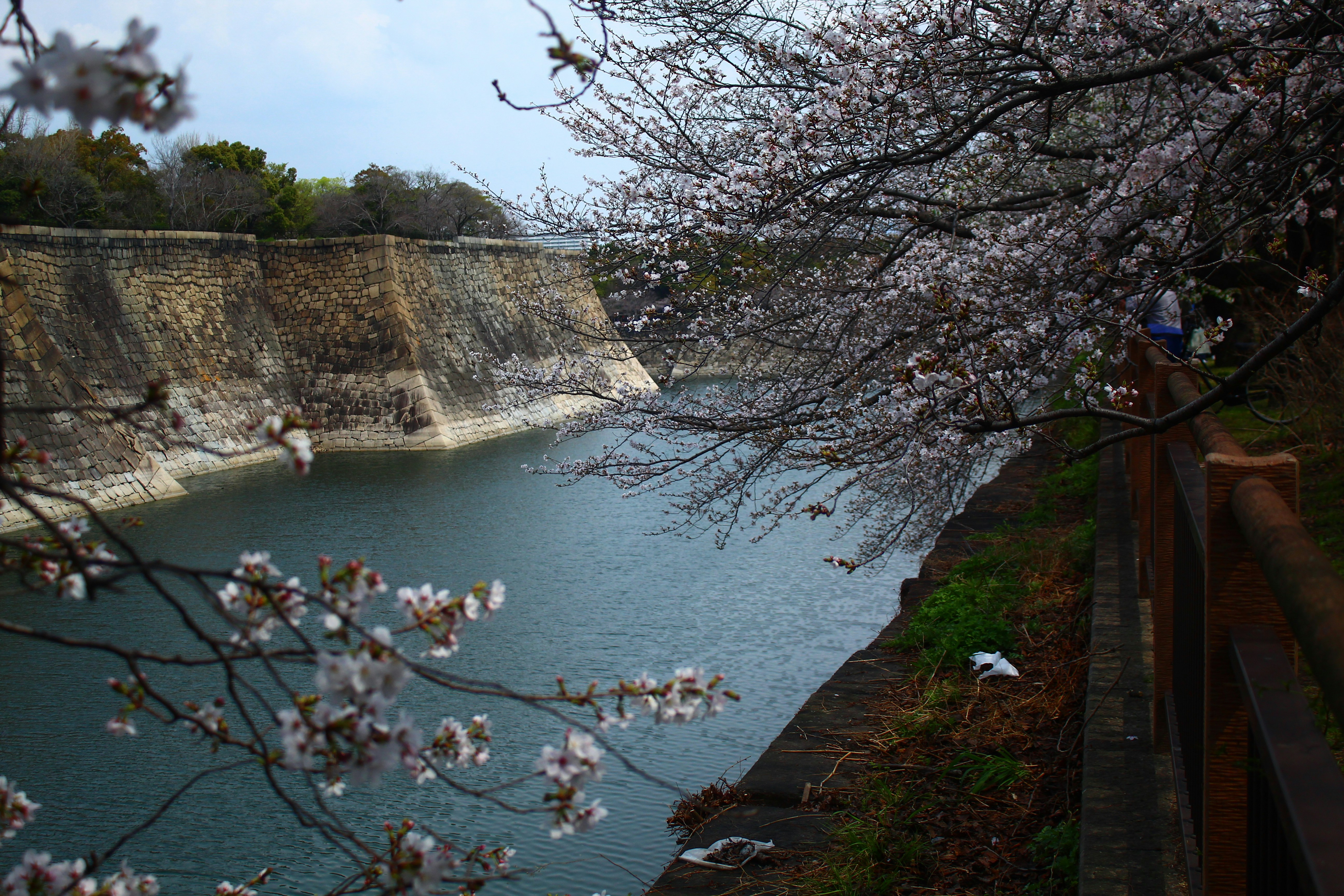 Blossoms Over the Water at a Historic Dam