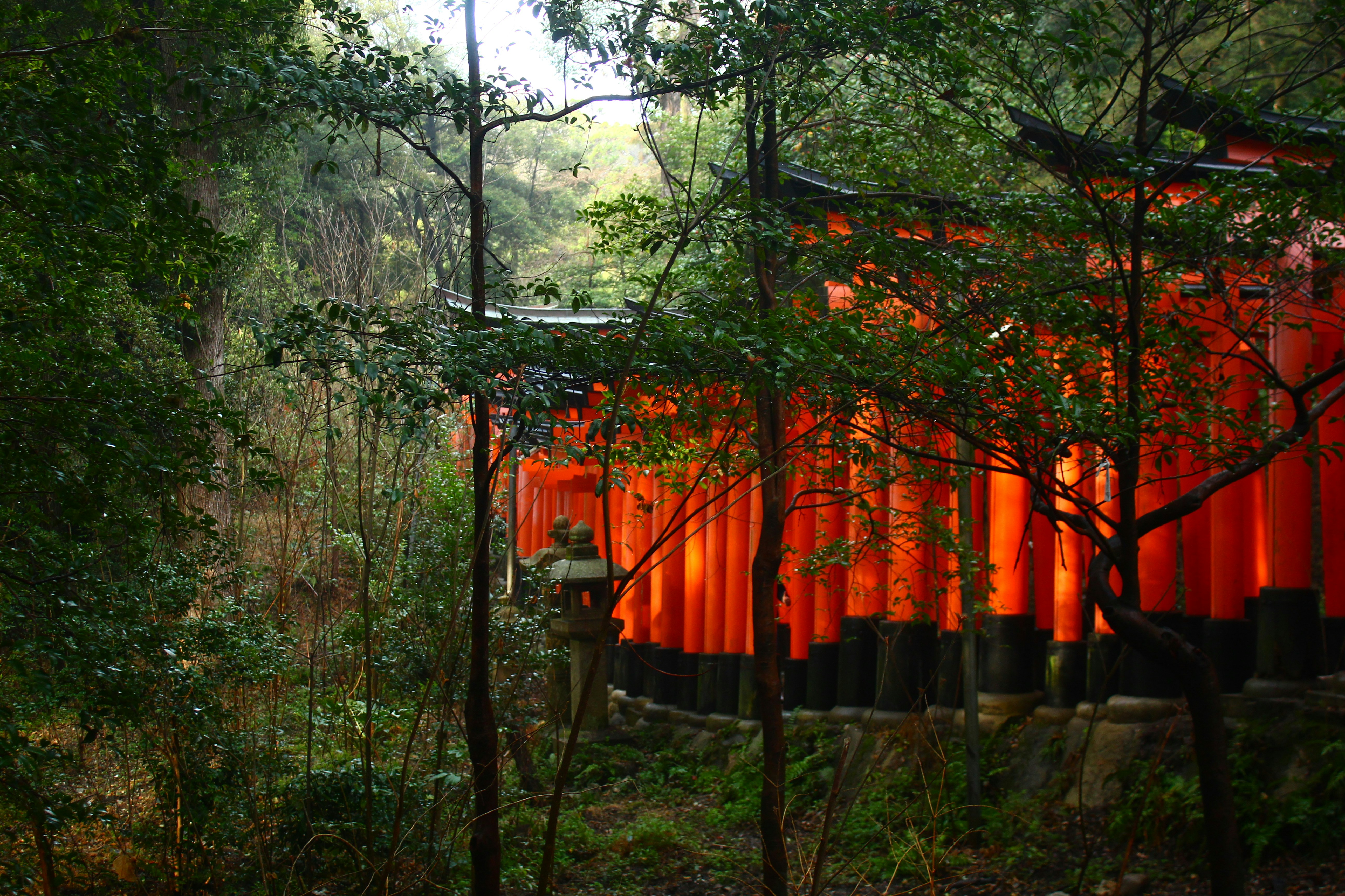 Scarlet Corridor: Torii Gate Row Amid Forest