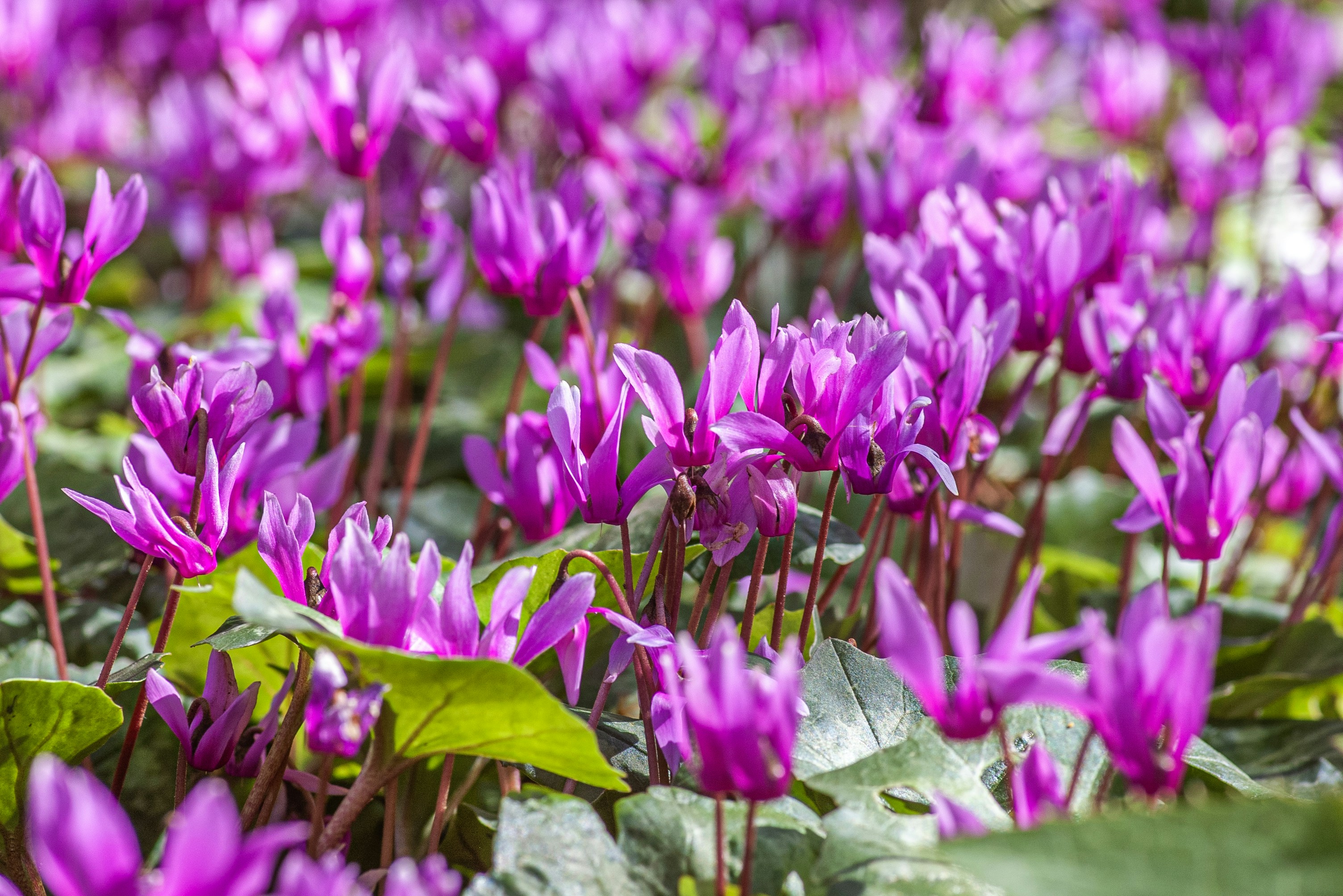 Vivid Carpet: Magenta Blooms Among Green Leaves
