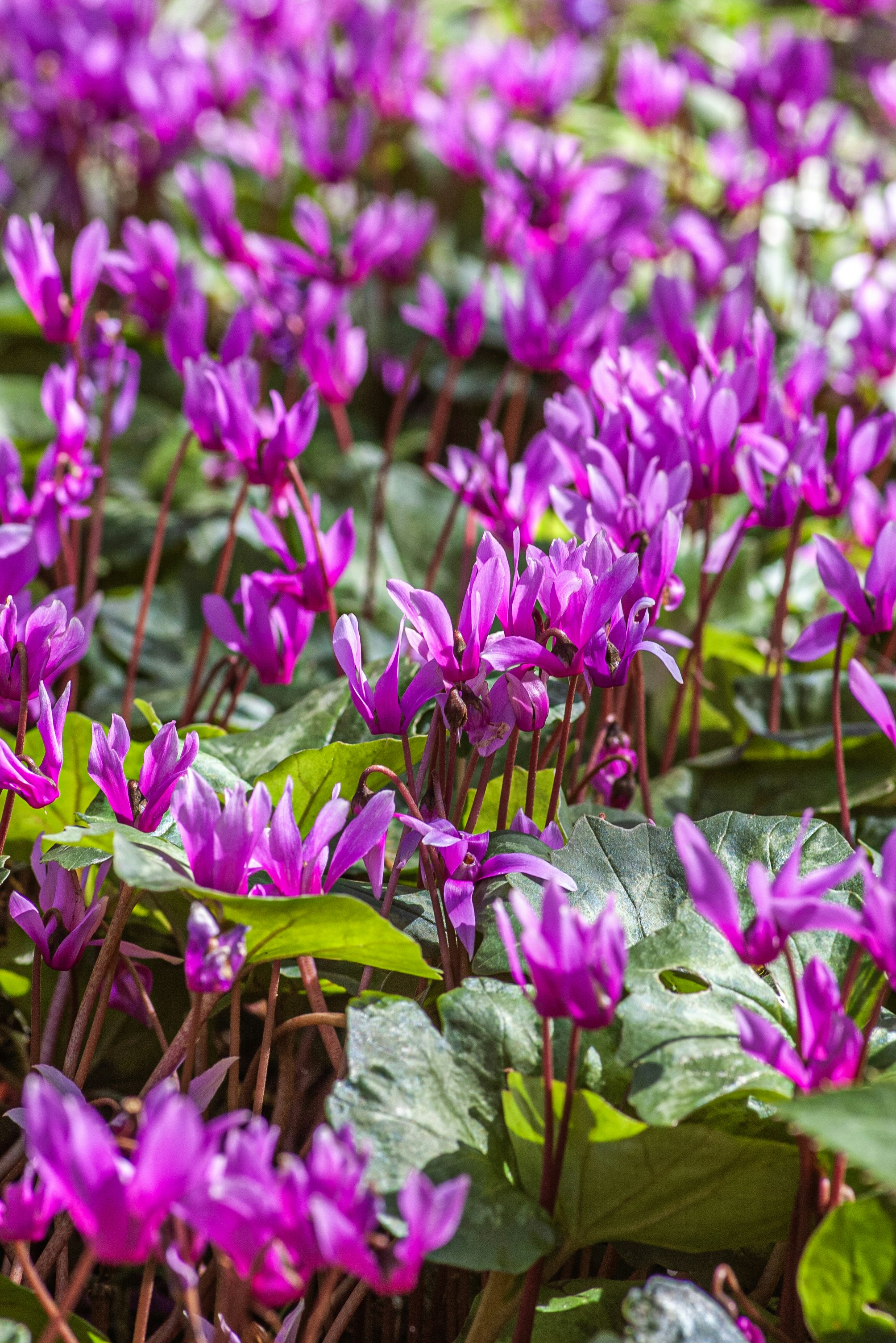 Vibrant Cloak of Violet Cyclamen Amid Verdant Leaves