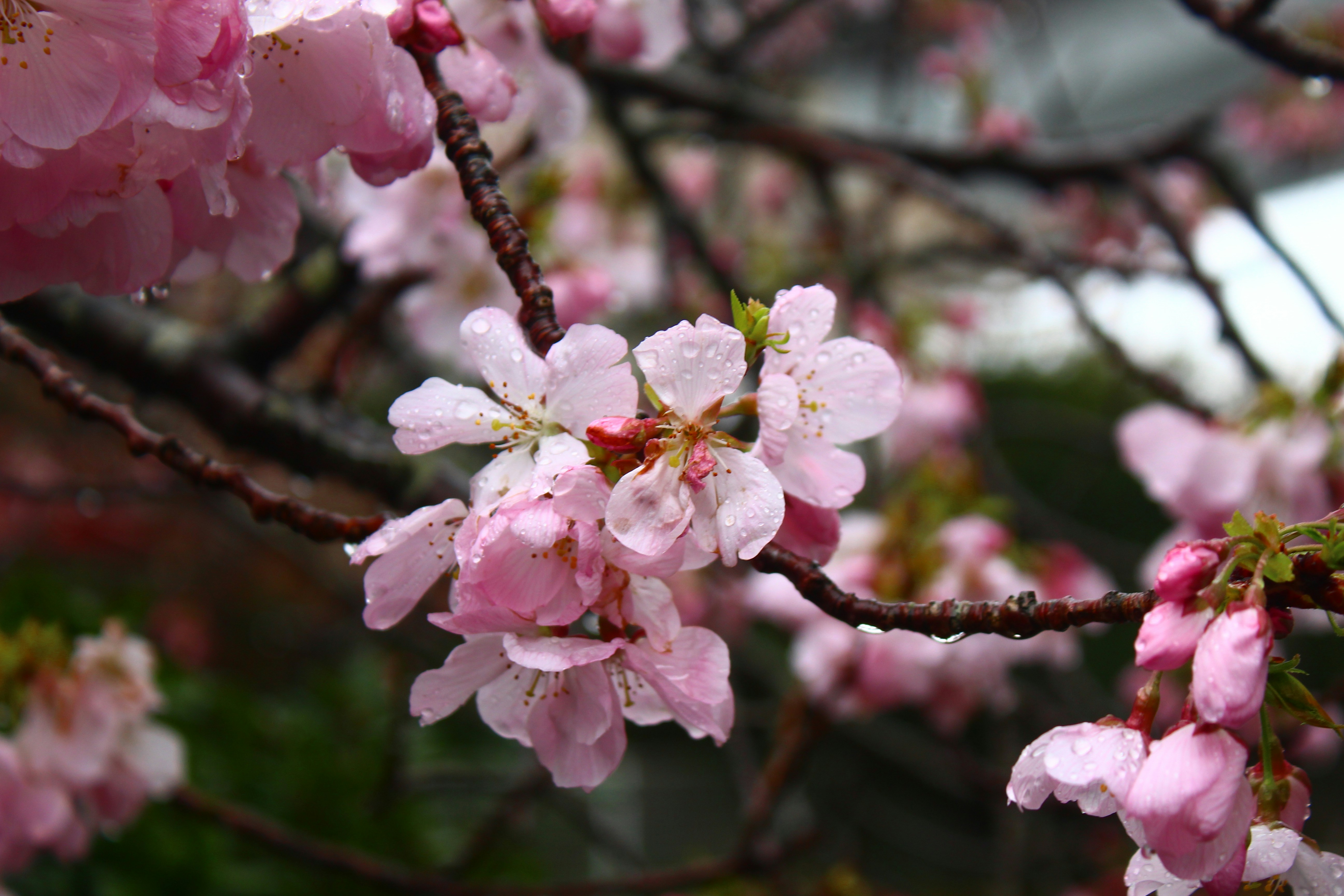 Blossoms in Focus: Close-Up of Pink Sakura