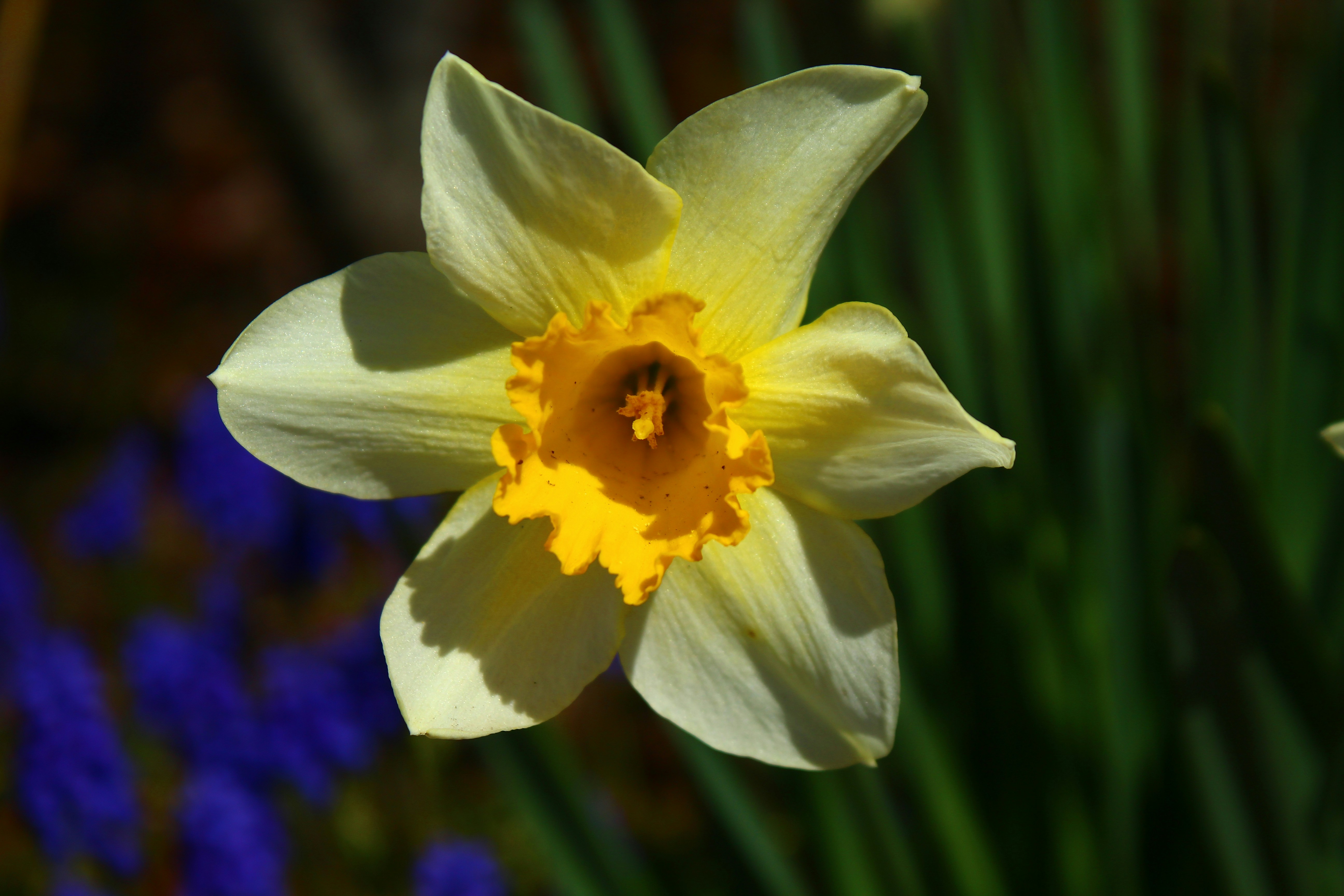 Golden trumpet in focus: a daffodil amid a sea of blue blossoms