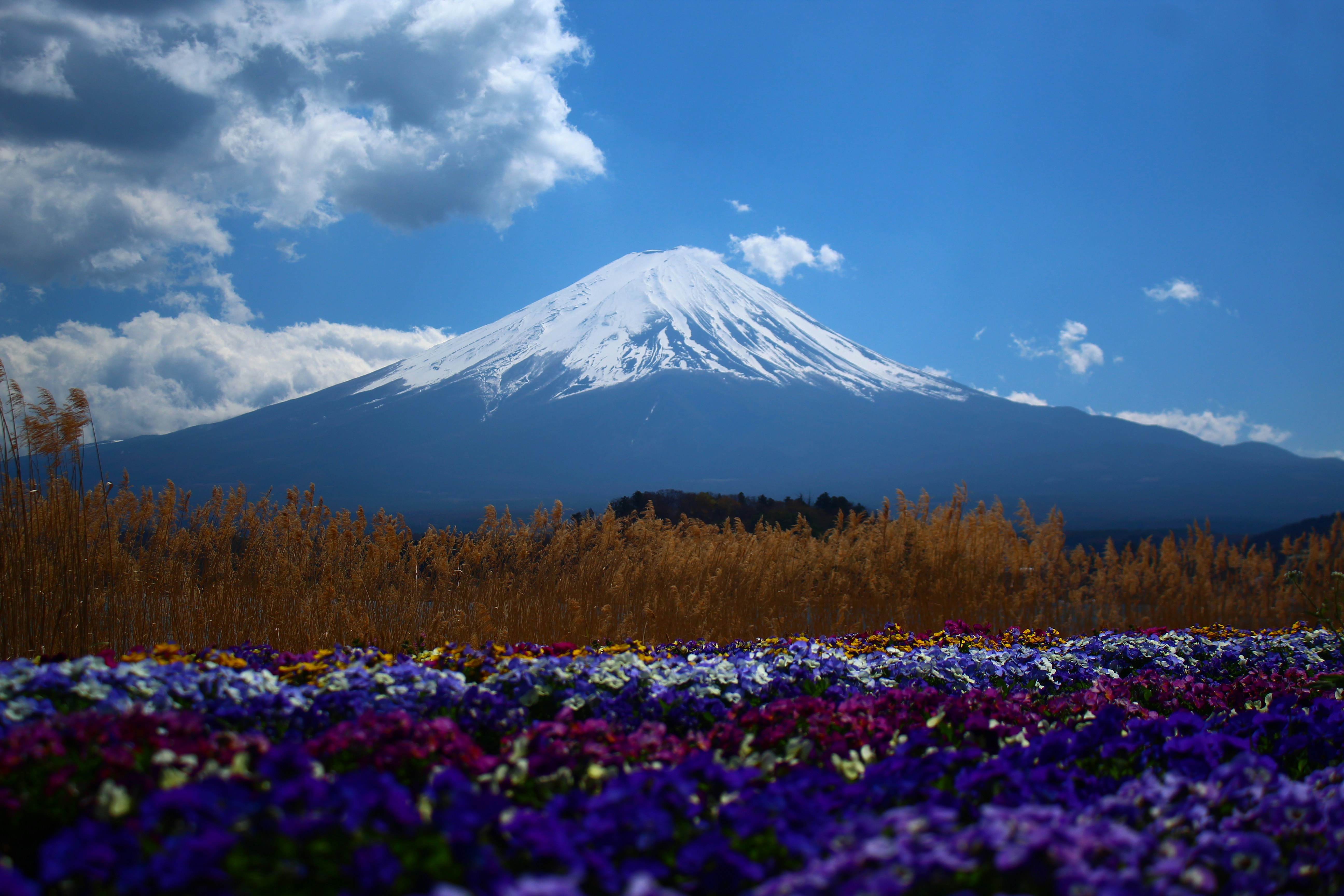 Mt. Fuji in Bloom: A Sea of Color Beneath a Snow-Capped Peak