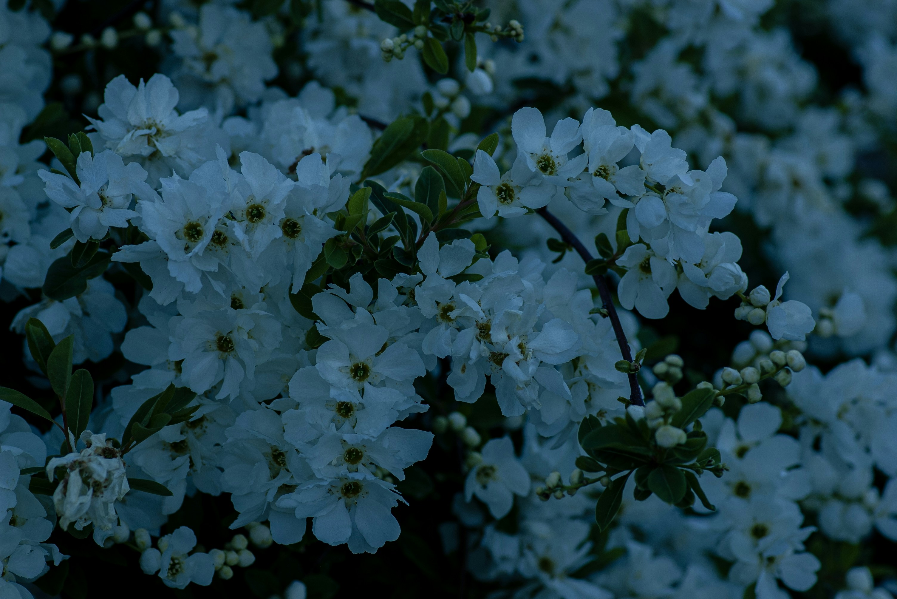 Blue Bloom Under a Cool Twilight Tint