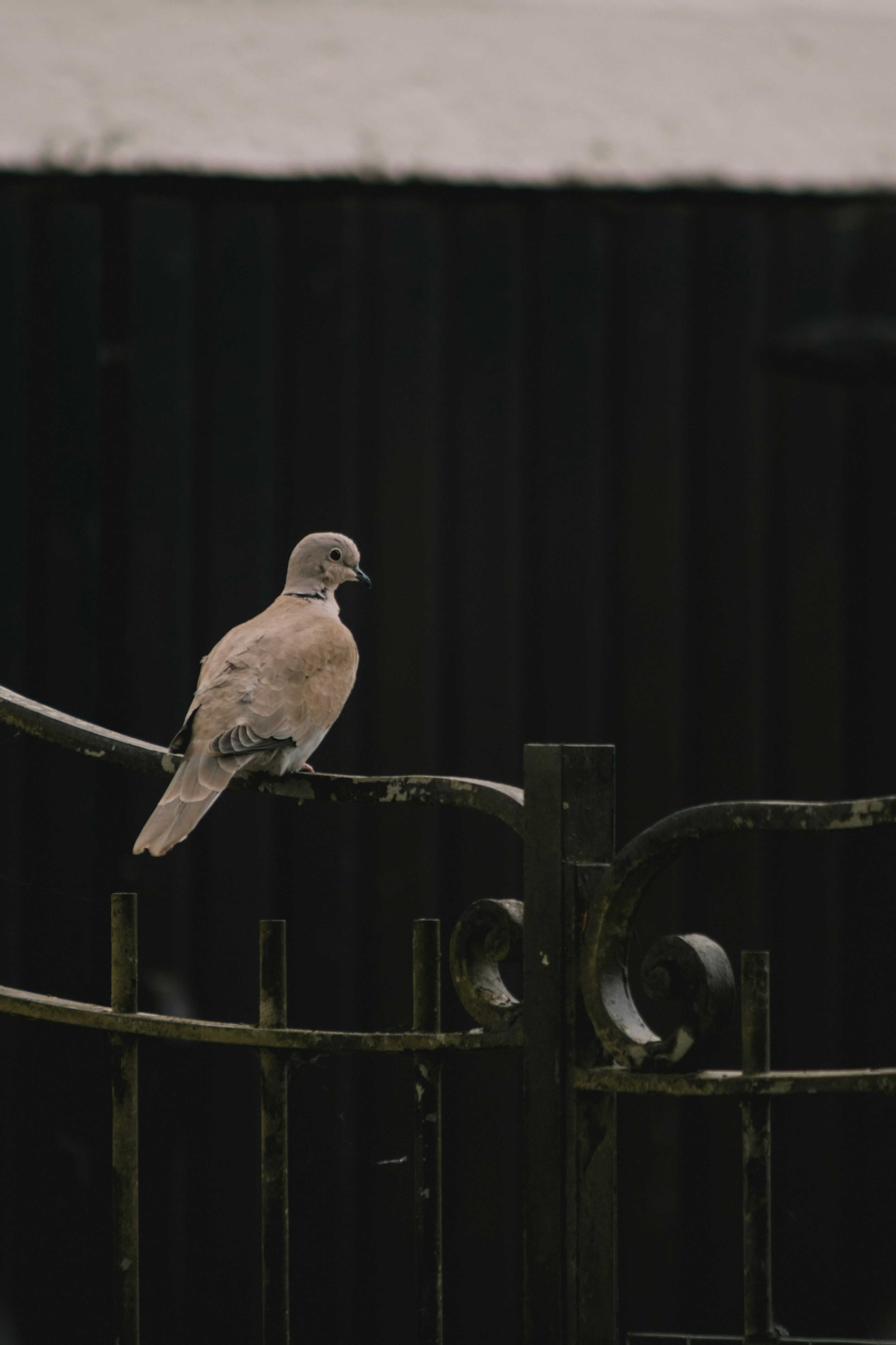Pigeon Perch: Quiet Gaze on a Dark Gate