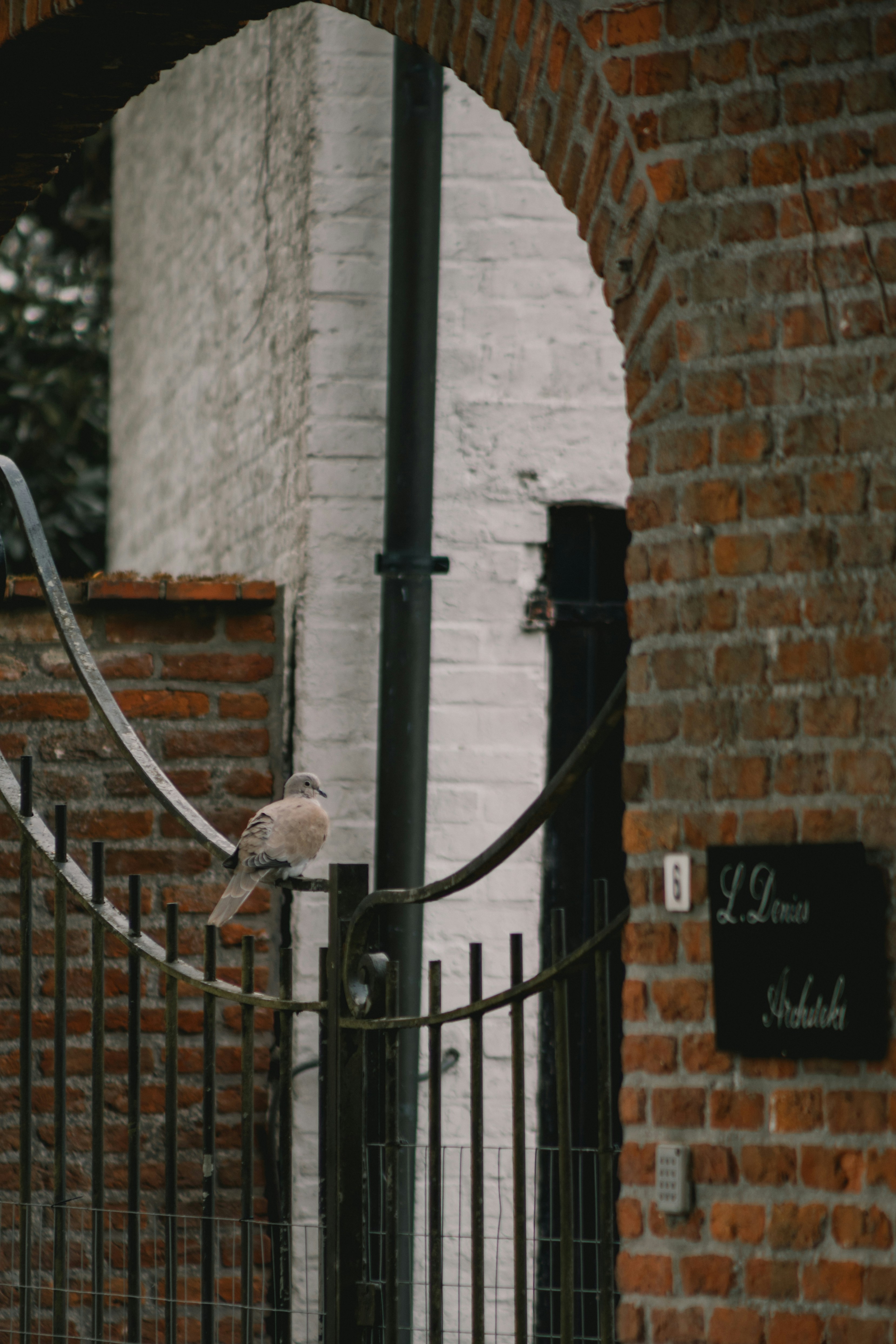 Archway Perch: a sparrow on a sunlit gate by brick and whitewashed wall