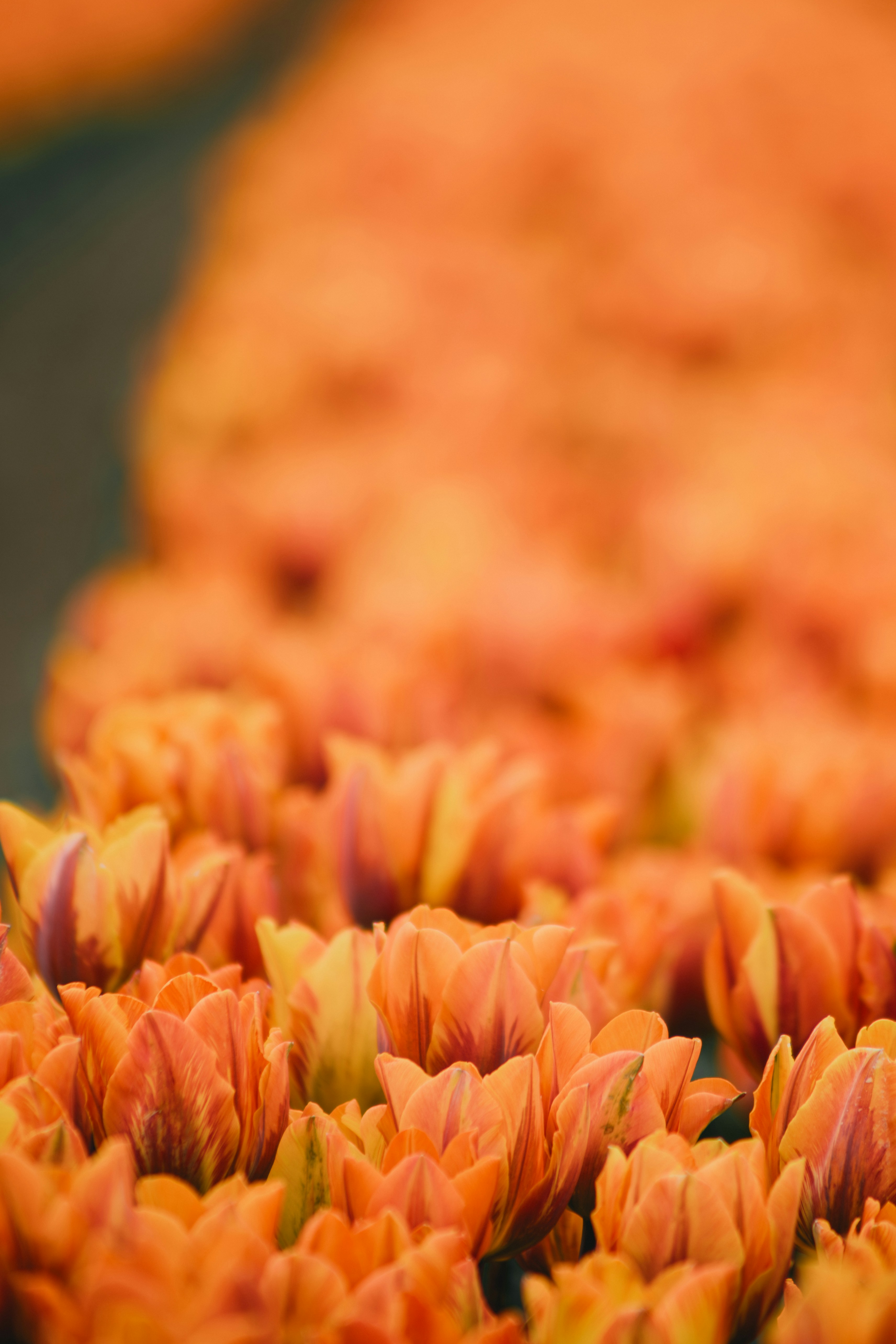 Orange Tulip Cusp: A Sea of Blossoms in Soft Focus