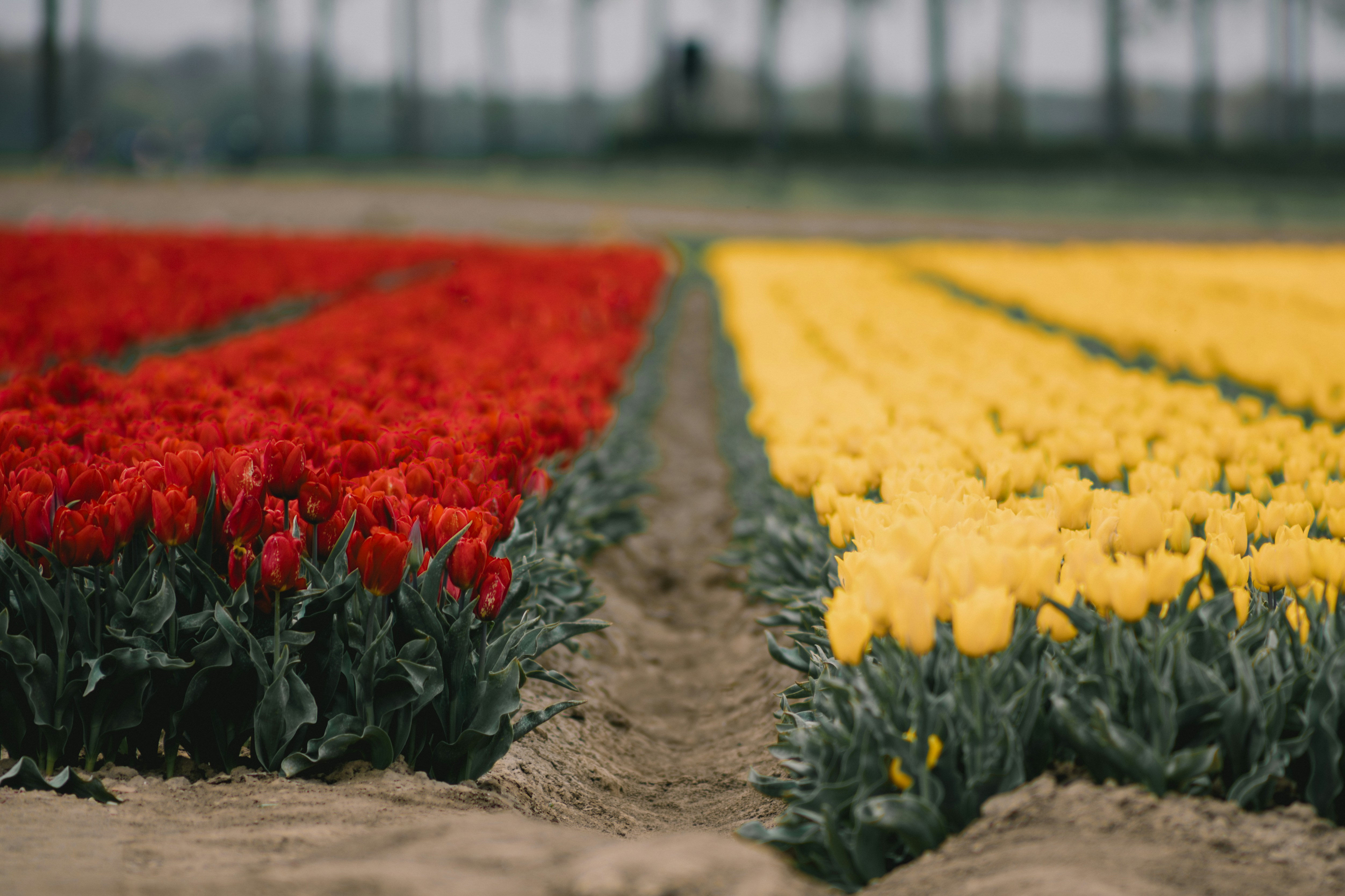 Rows of Fire and Sun: Tulip Aisles Between Red and Gold