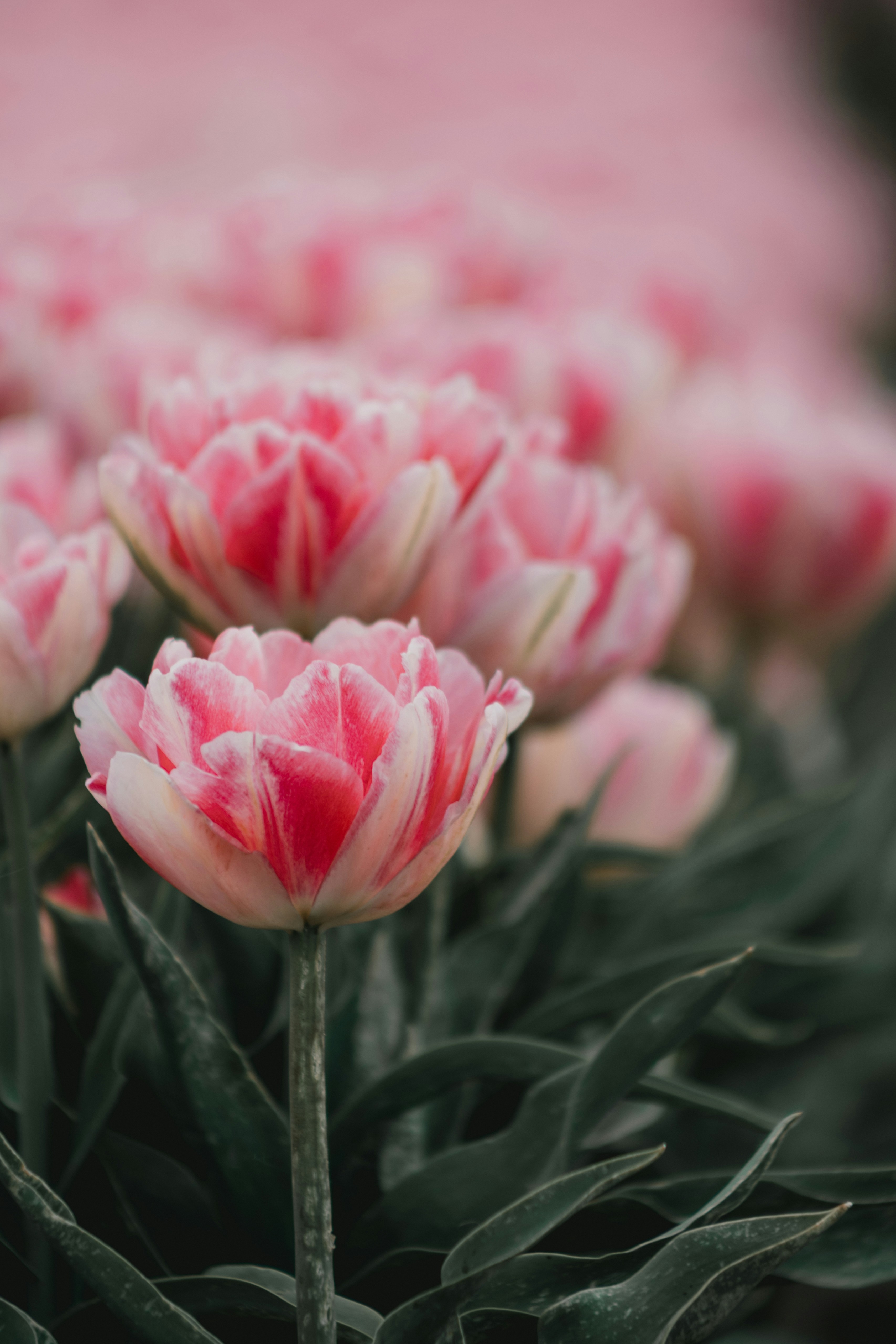 Pad of Pink Petals: Tulips in Soft Focus Dawn