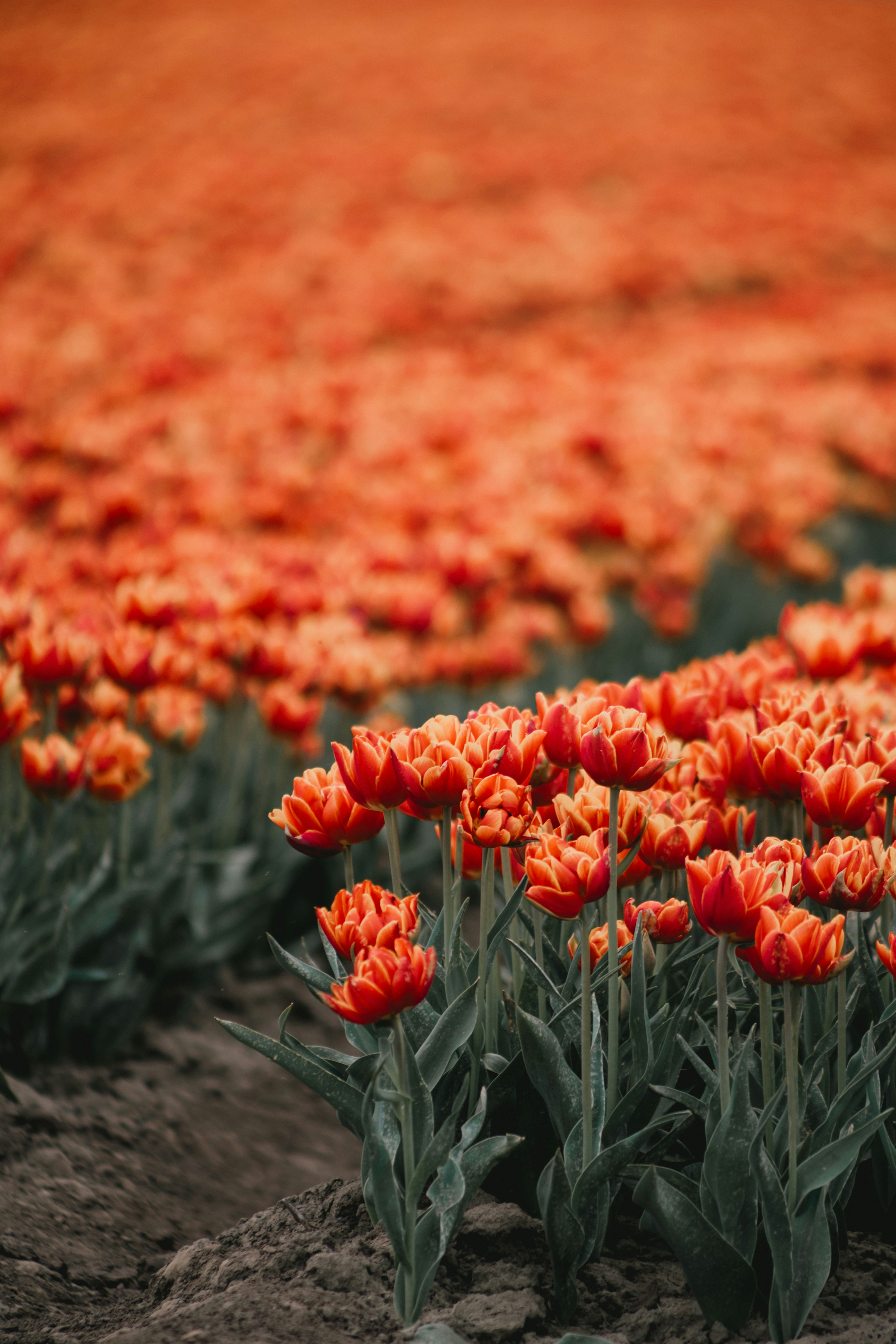 Field of vibrant orange tulips in bloom