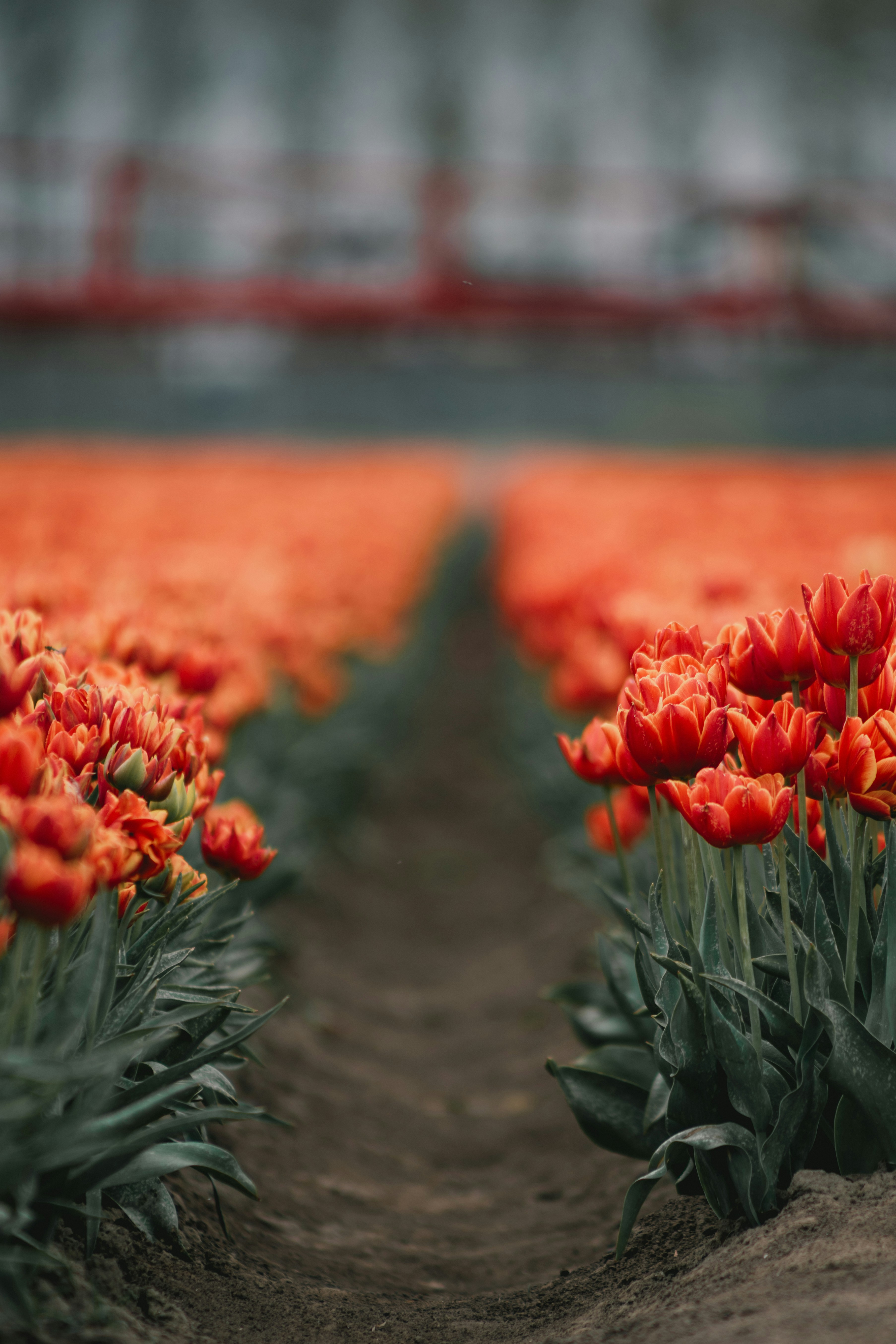 Lines of Fire: a Tulip Alley Leading to the Unknown