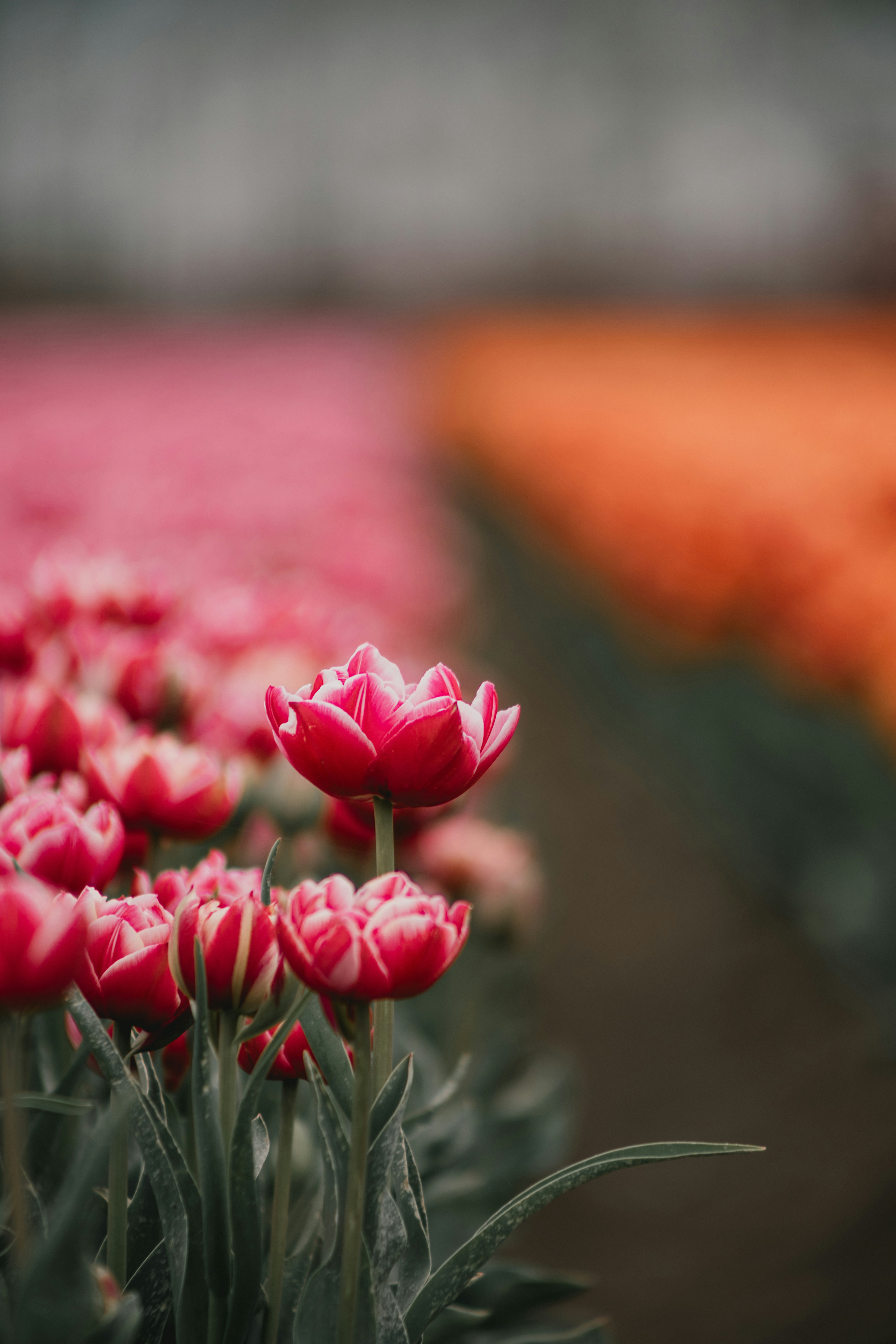 Pink Crown: A Tulip Lead in a Sea of Bloom