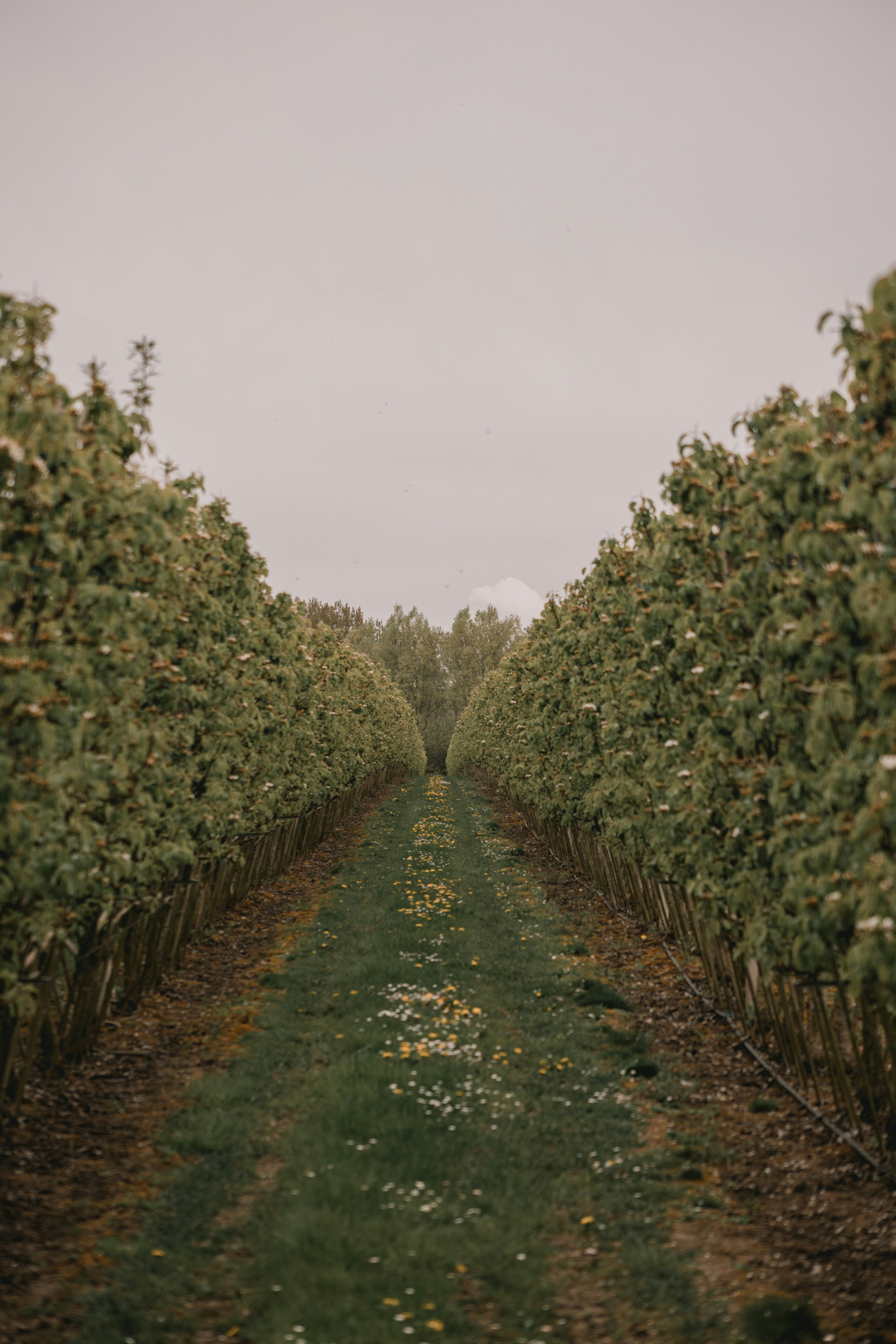 Row of Gilded Vines: A Quiet Path Between Orchard Aisles