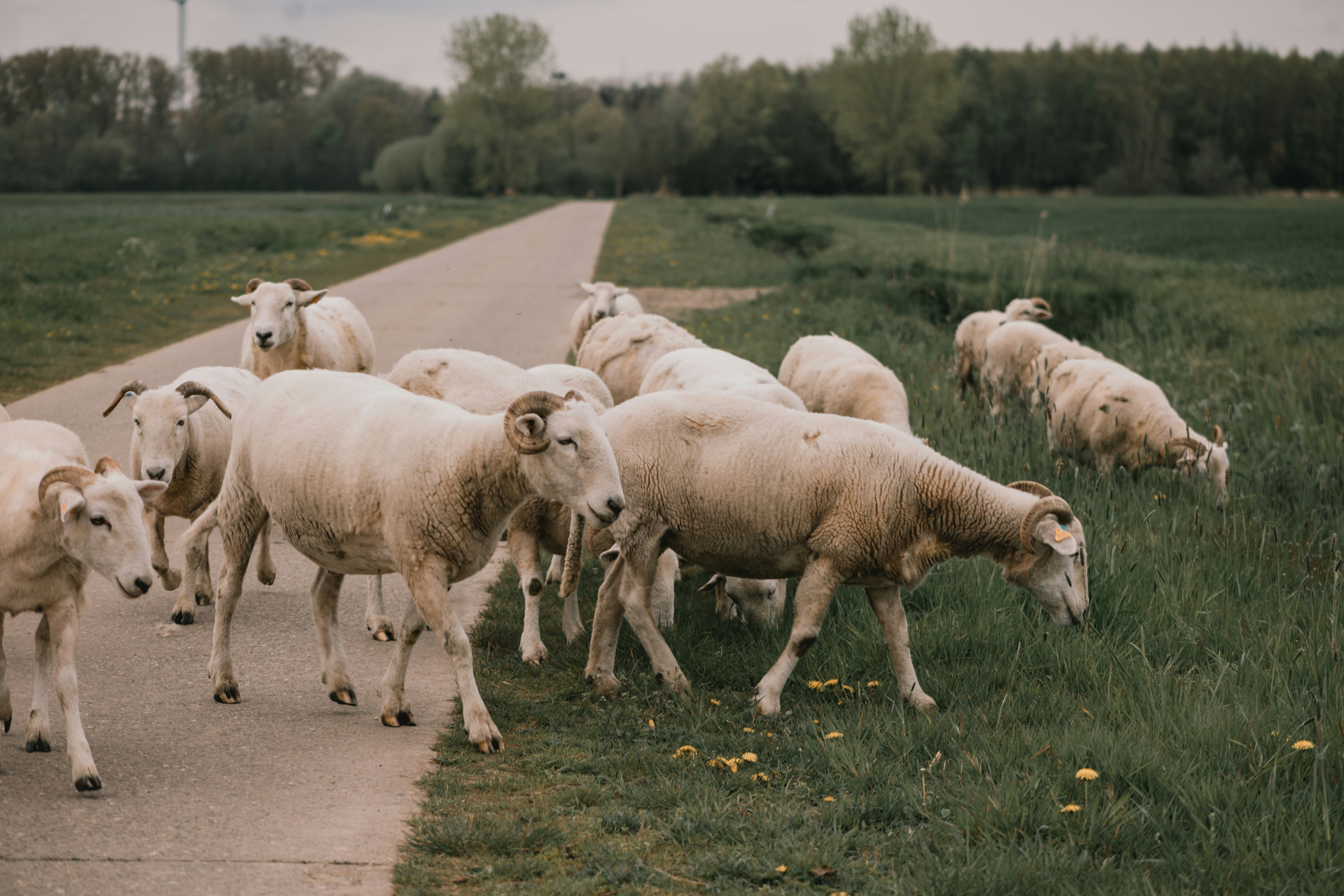 A Converging Court: Sheep Pause on a Quiet Rural Path