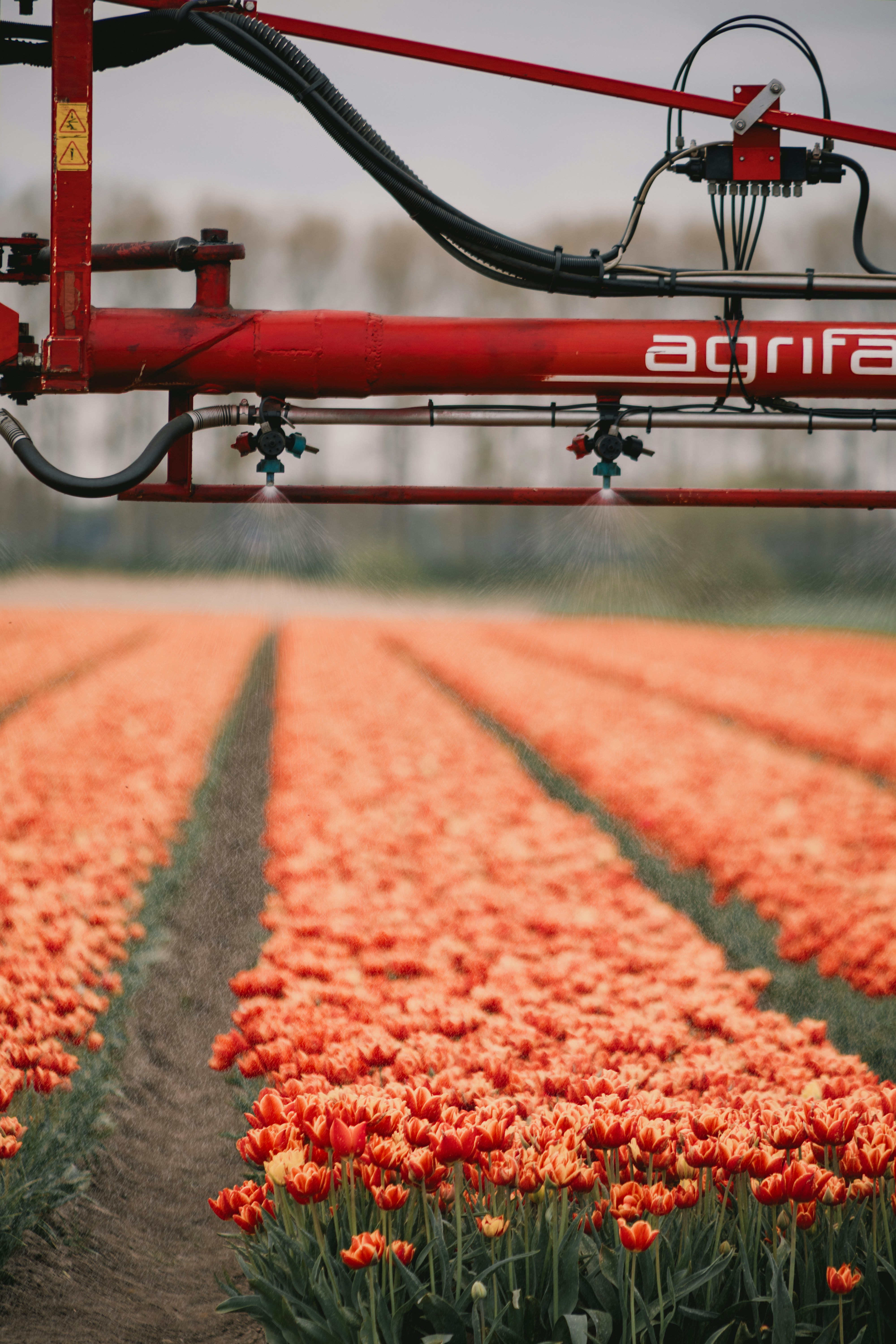 Rows of Tulips under a Red Sprayer: Precision in a Field of Color