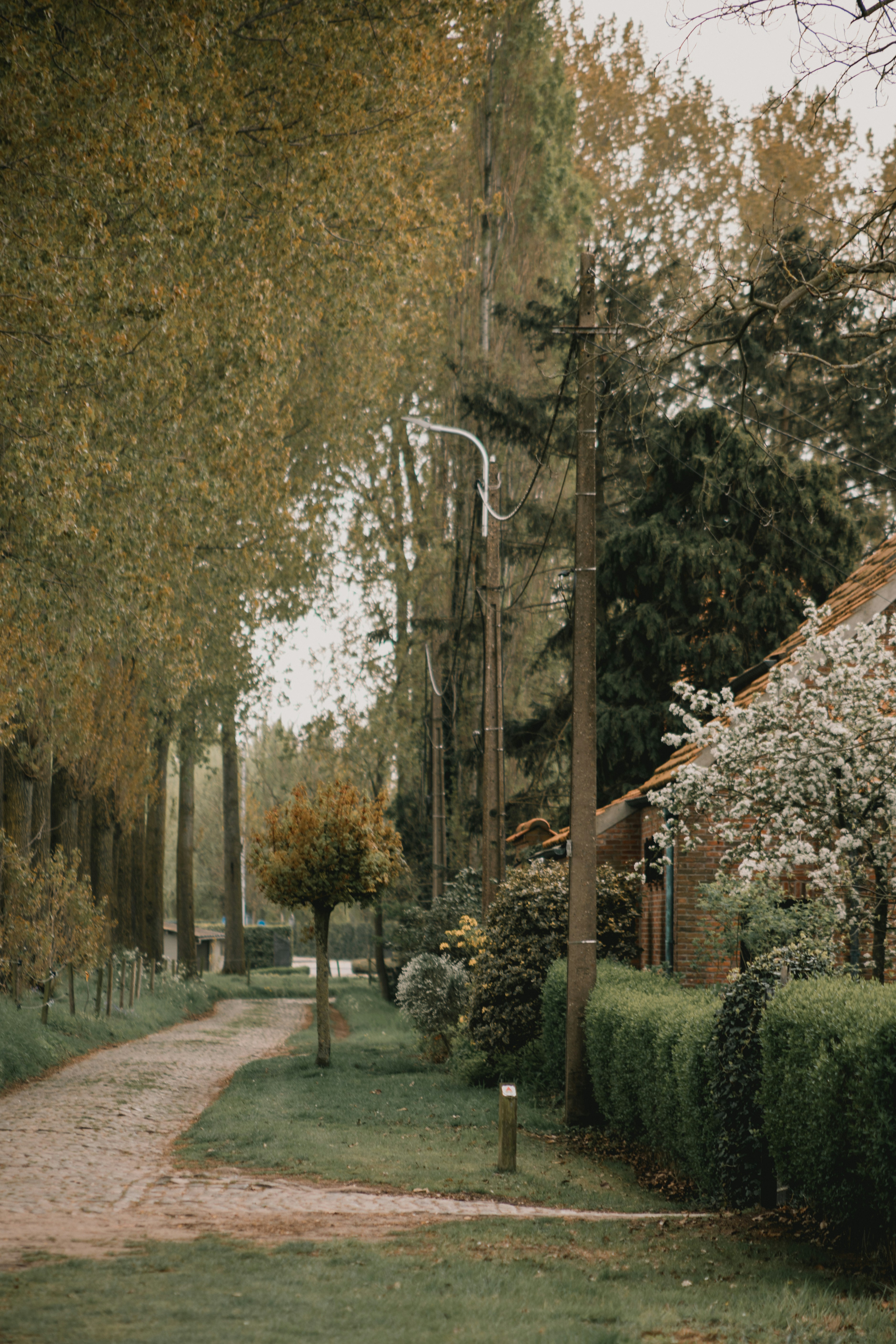 Autumn Lane: A Quiet Village Path Framed by Trees and Riverside Rooflines