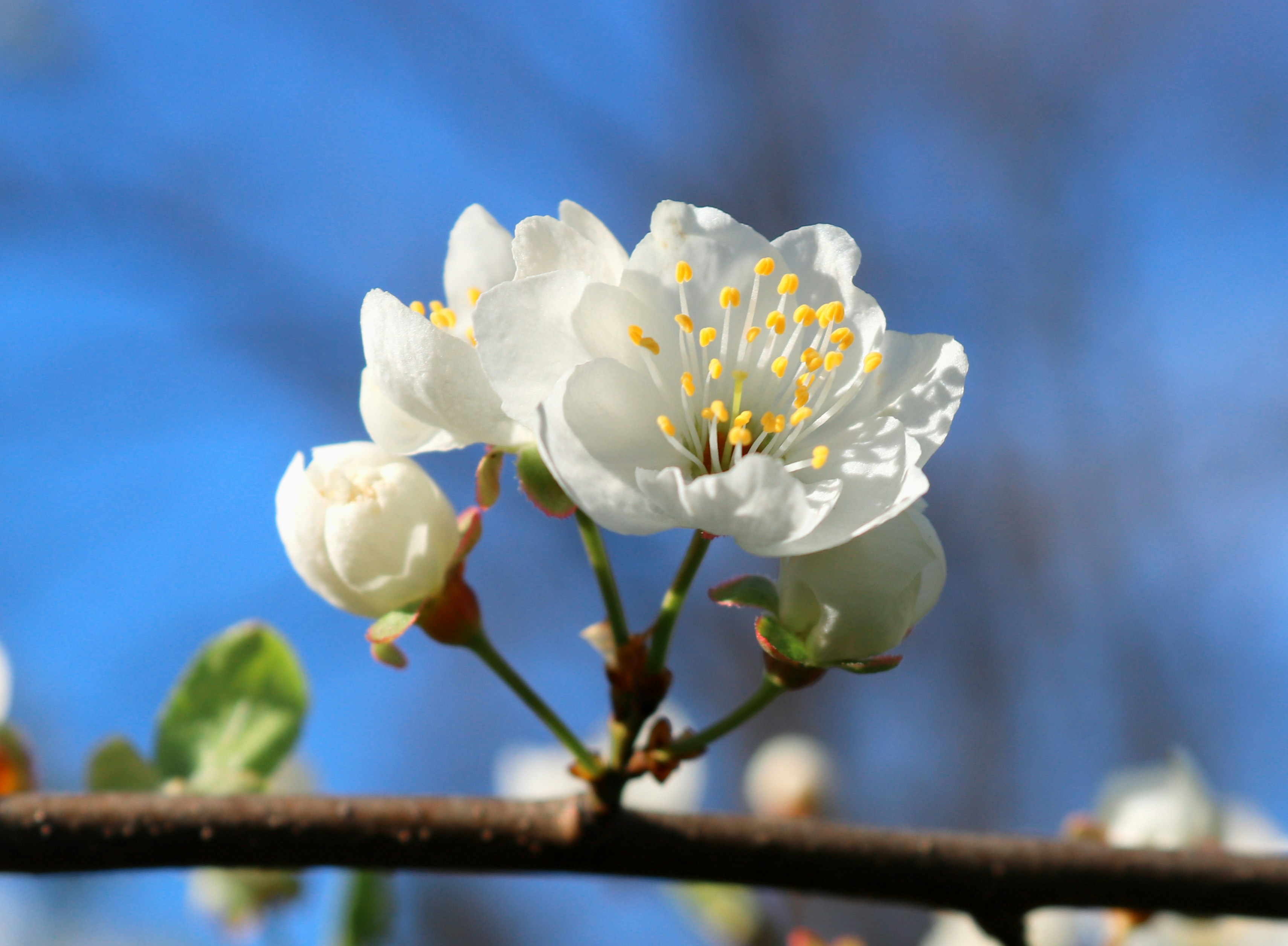 White blossom in clear blue: a close-up on spring detail