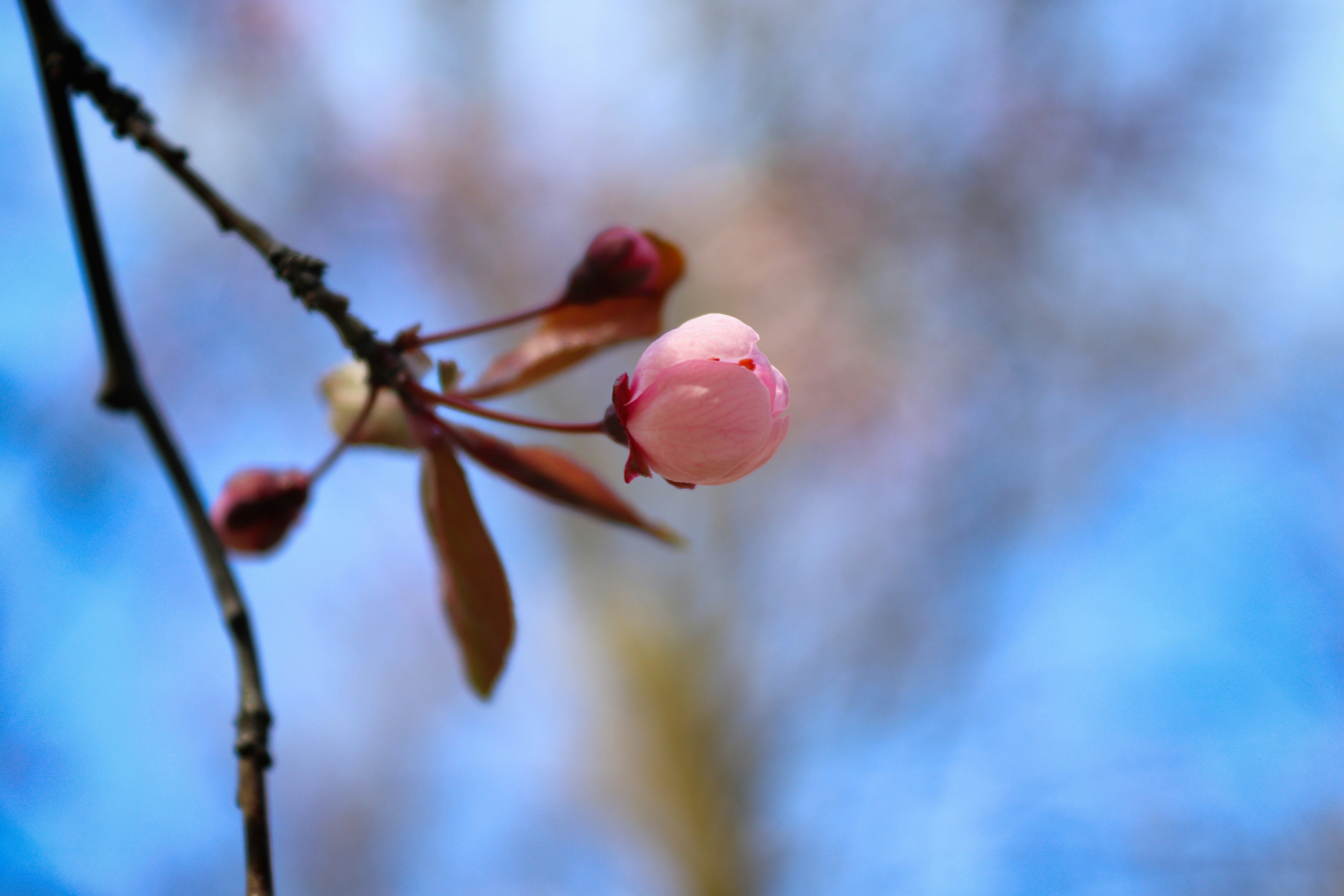Blossom in Focus: A Pink Bud Against a Sky-Blue Blur