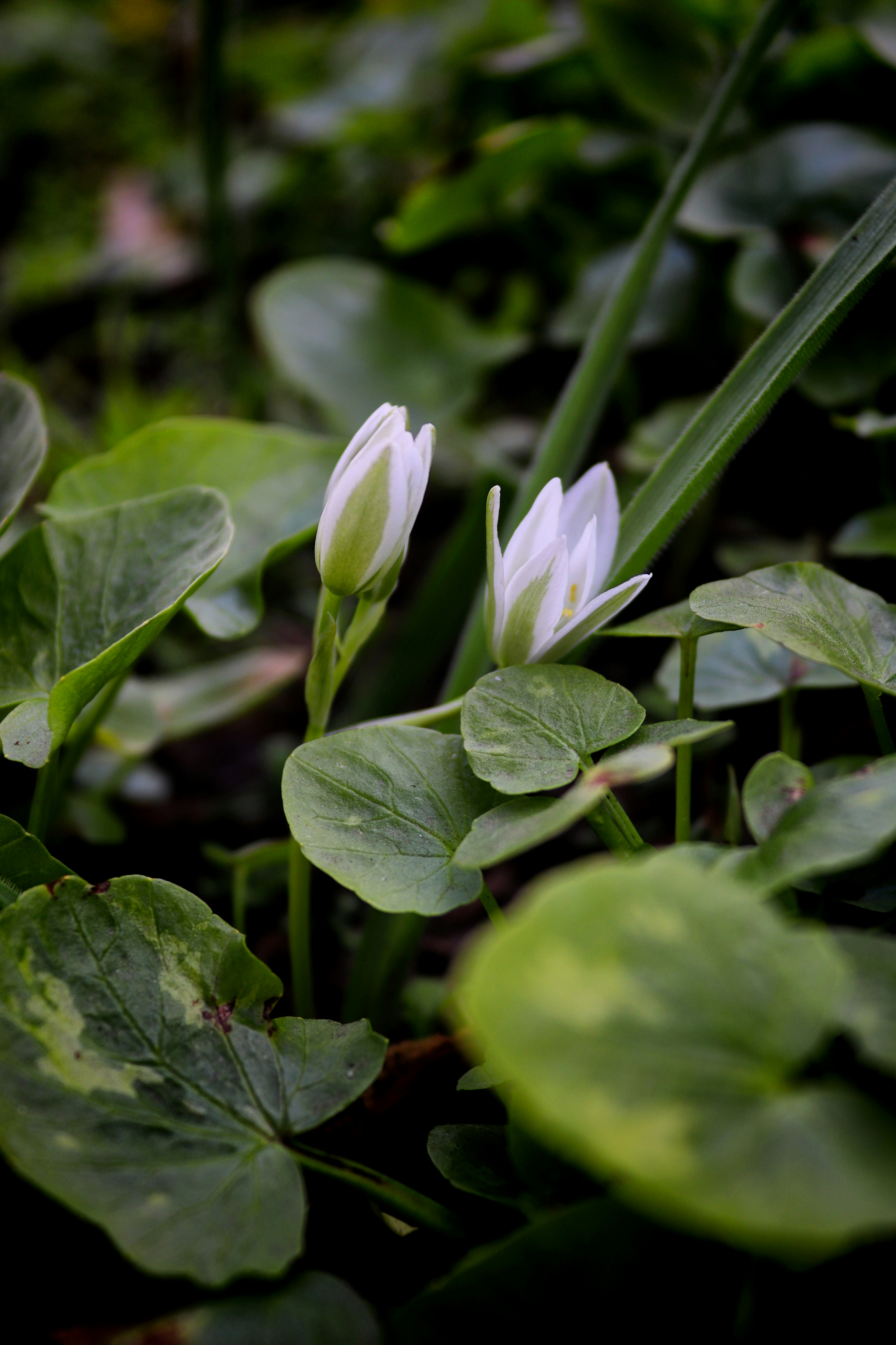 White Buds in a Sea of Green Leaves