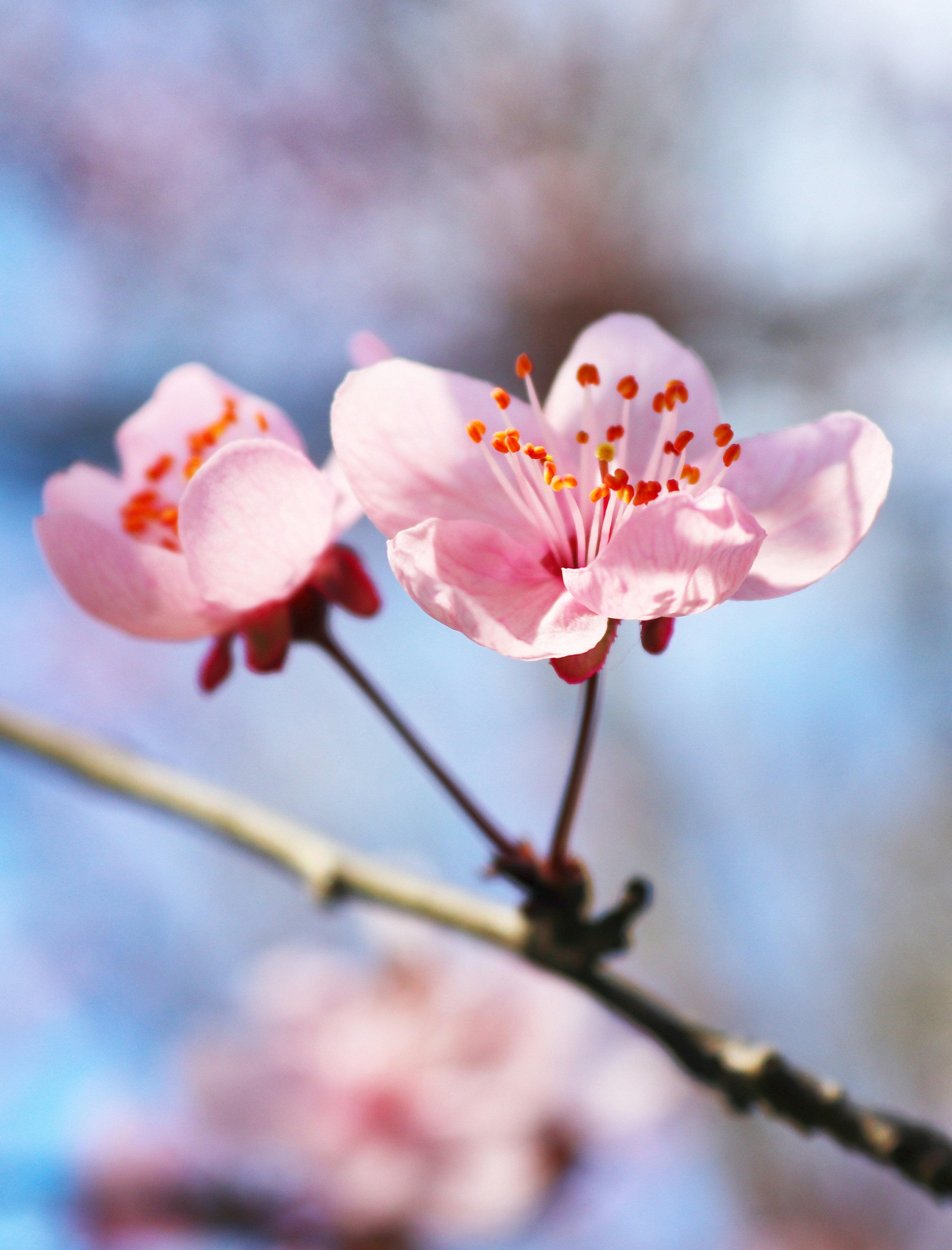 Blossom Crown: Close-Up of Pink Flowers on a Delicate Branch