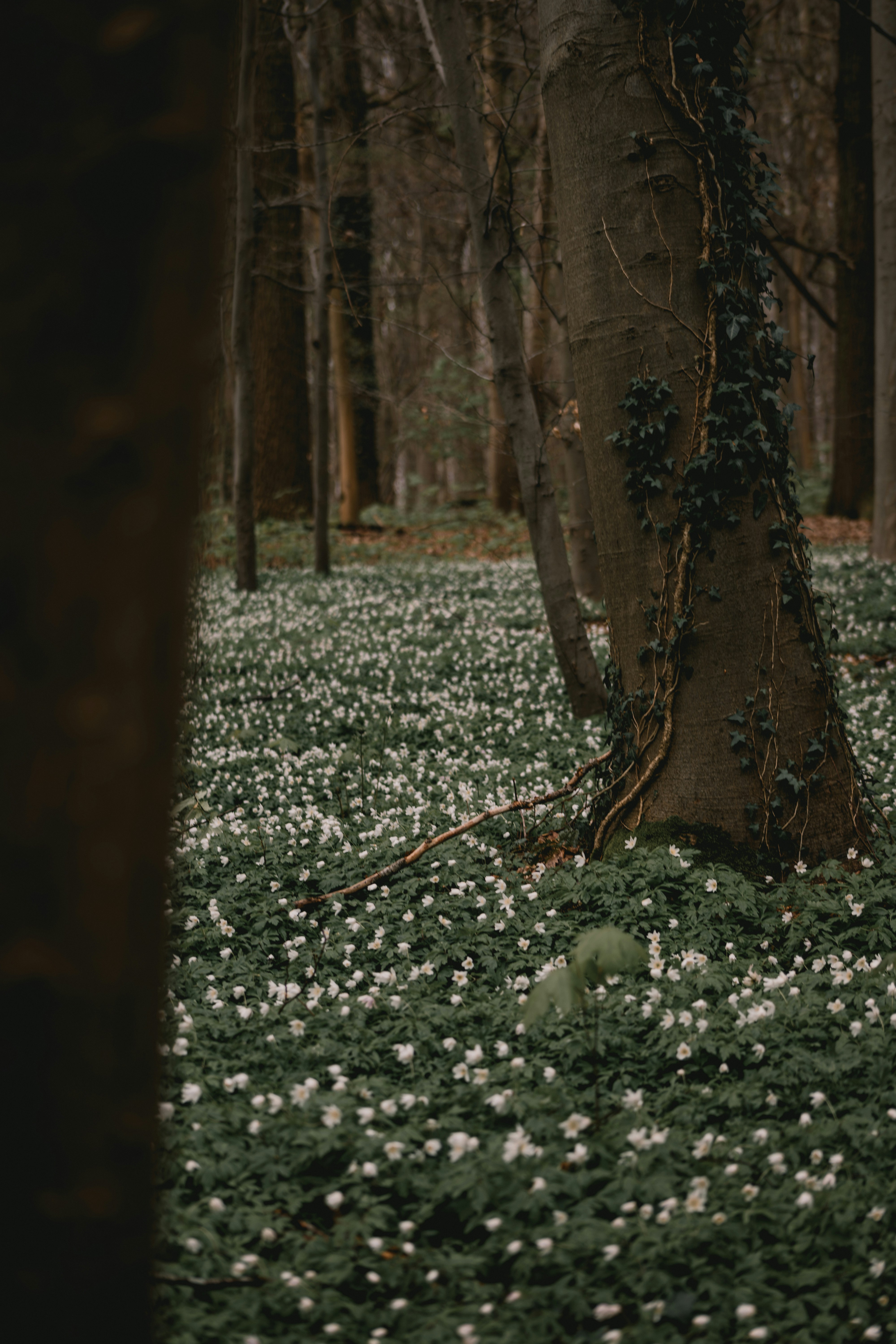 Whispering Woods: A Meadow of White Blooms Between Trunks