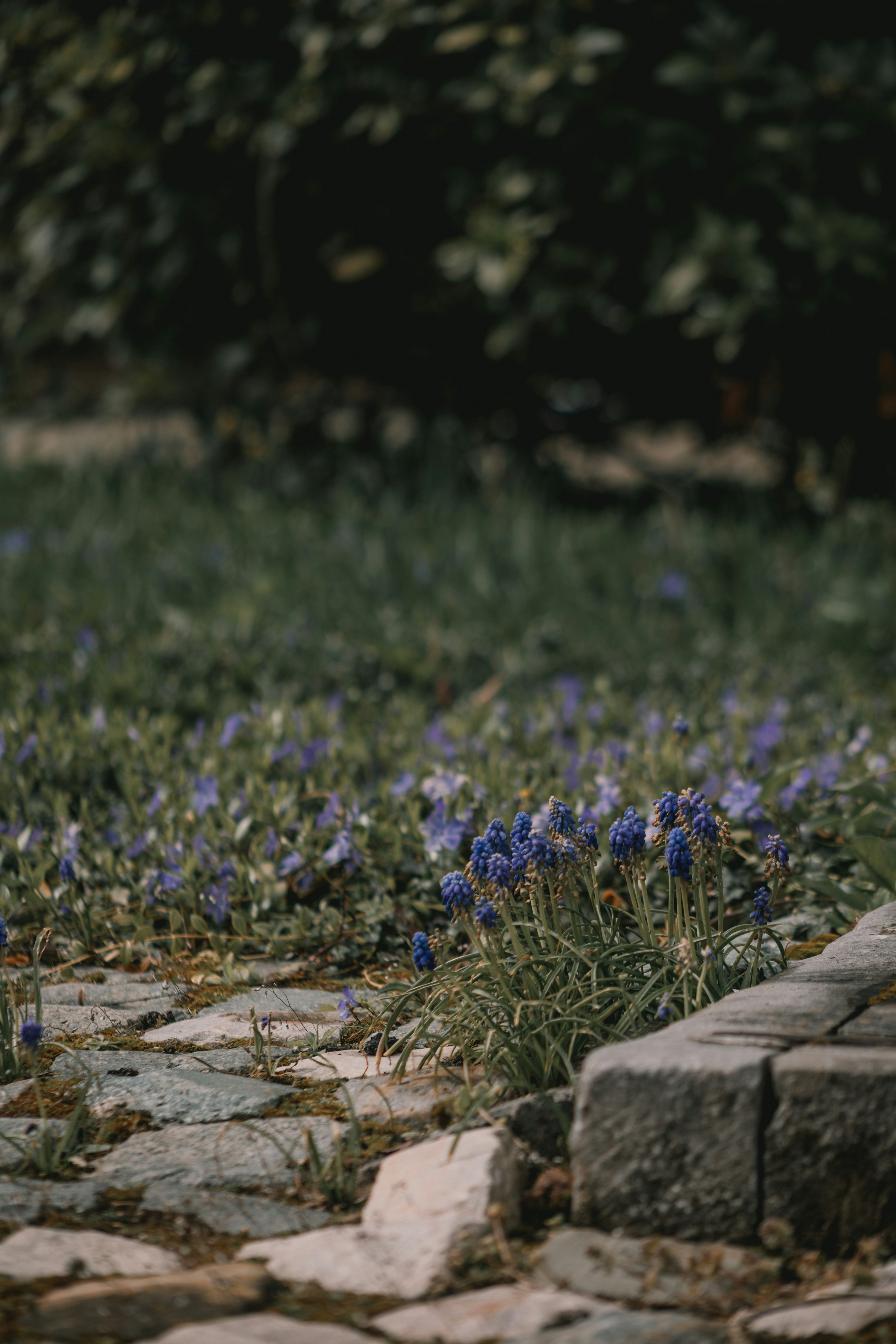 Bluebell Border at Dusk: A Quiet Shrine of Lavender Hues