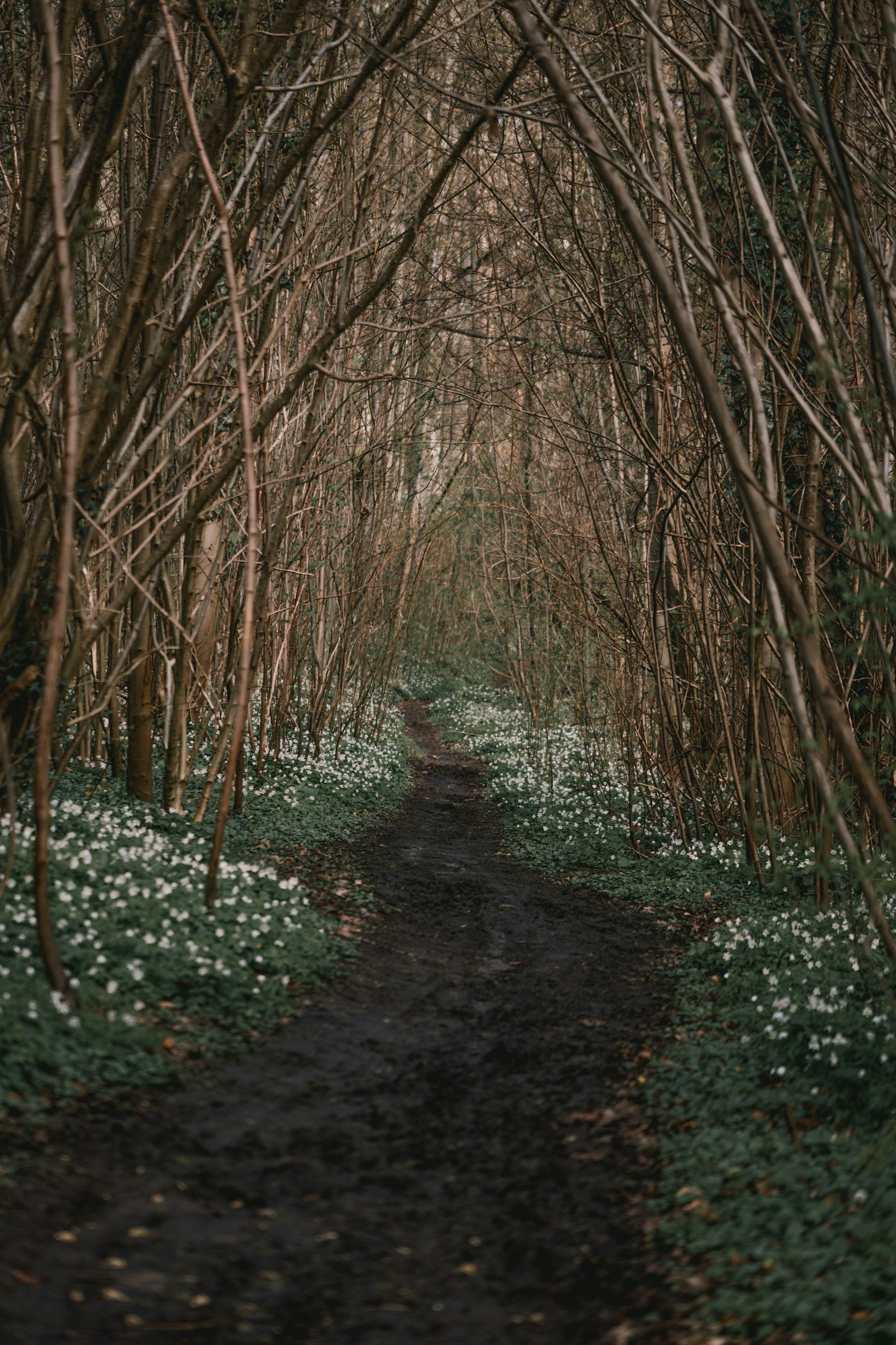 Between the Arching Branches: A Quiet Woodland Path Framed by White Blooms