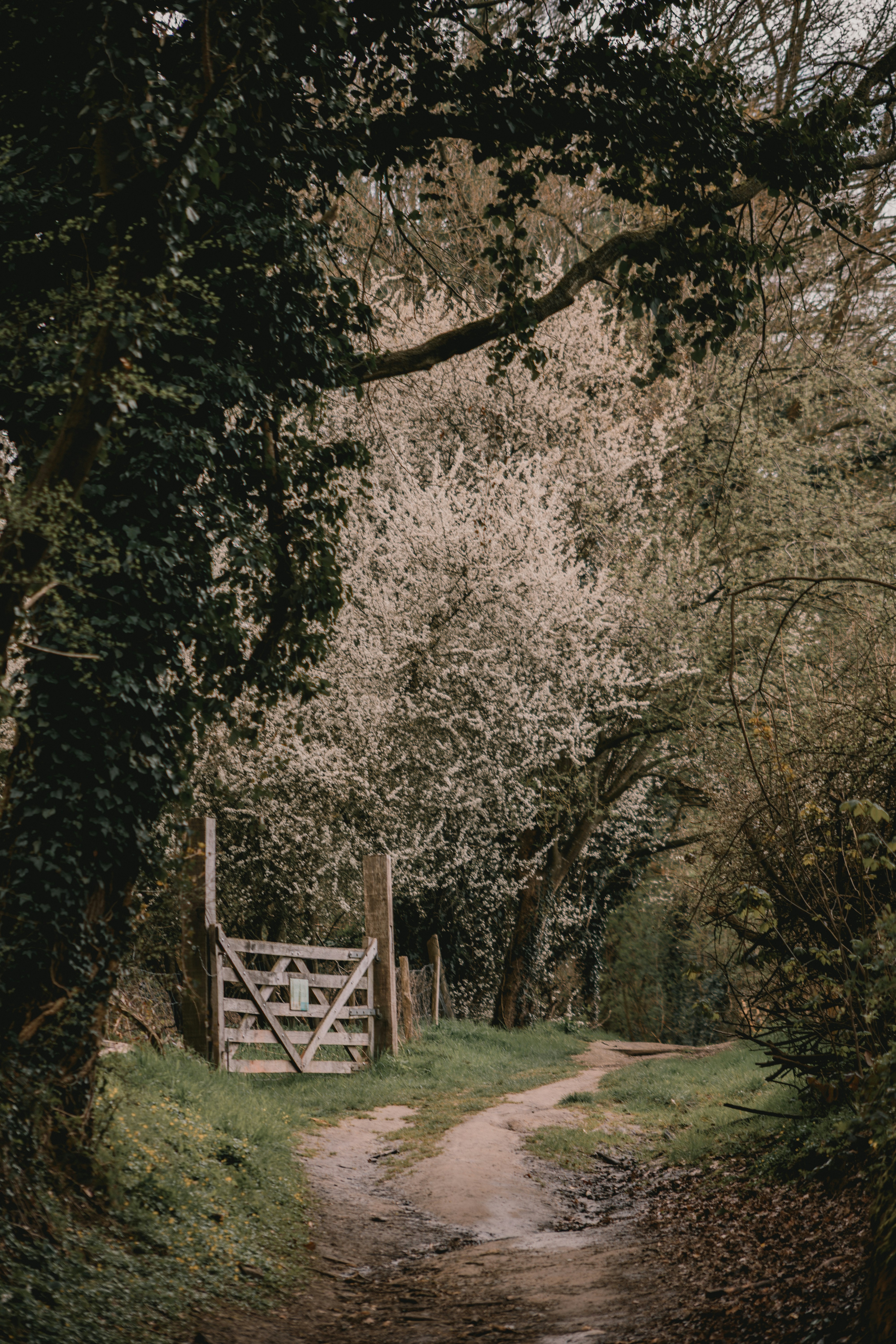 Quiet Woodland Path Through Blossoming Archway